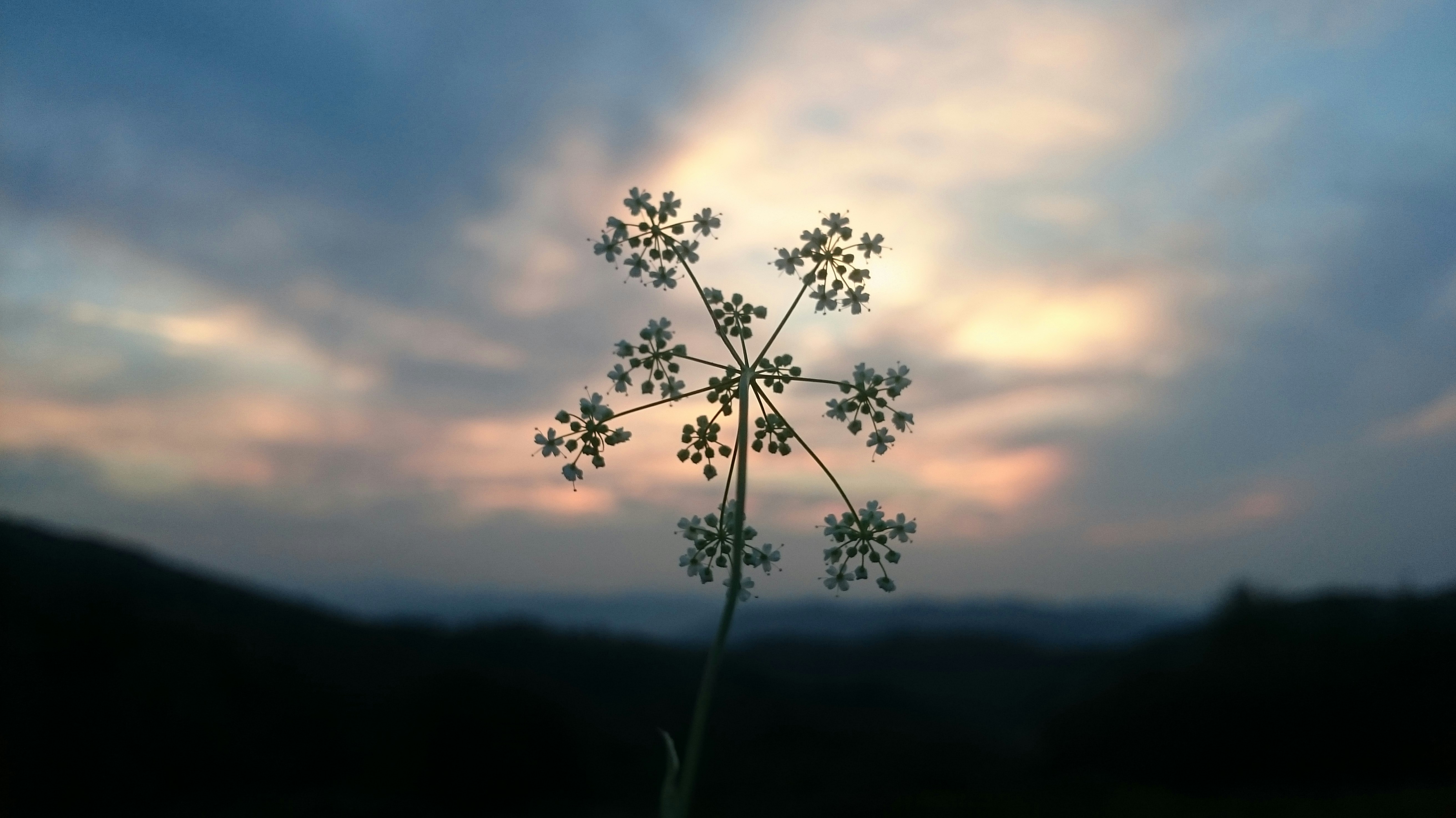 a close up of a plant with a sky in the background