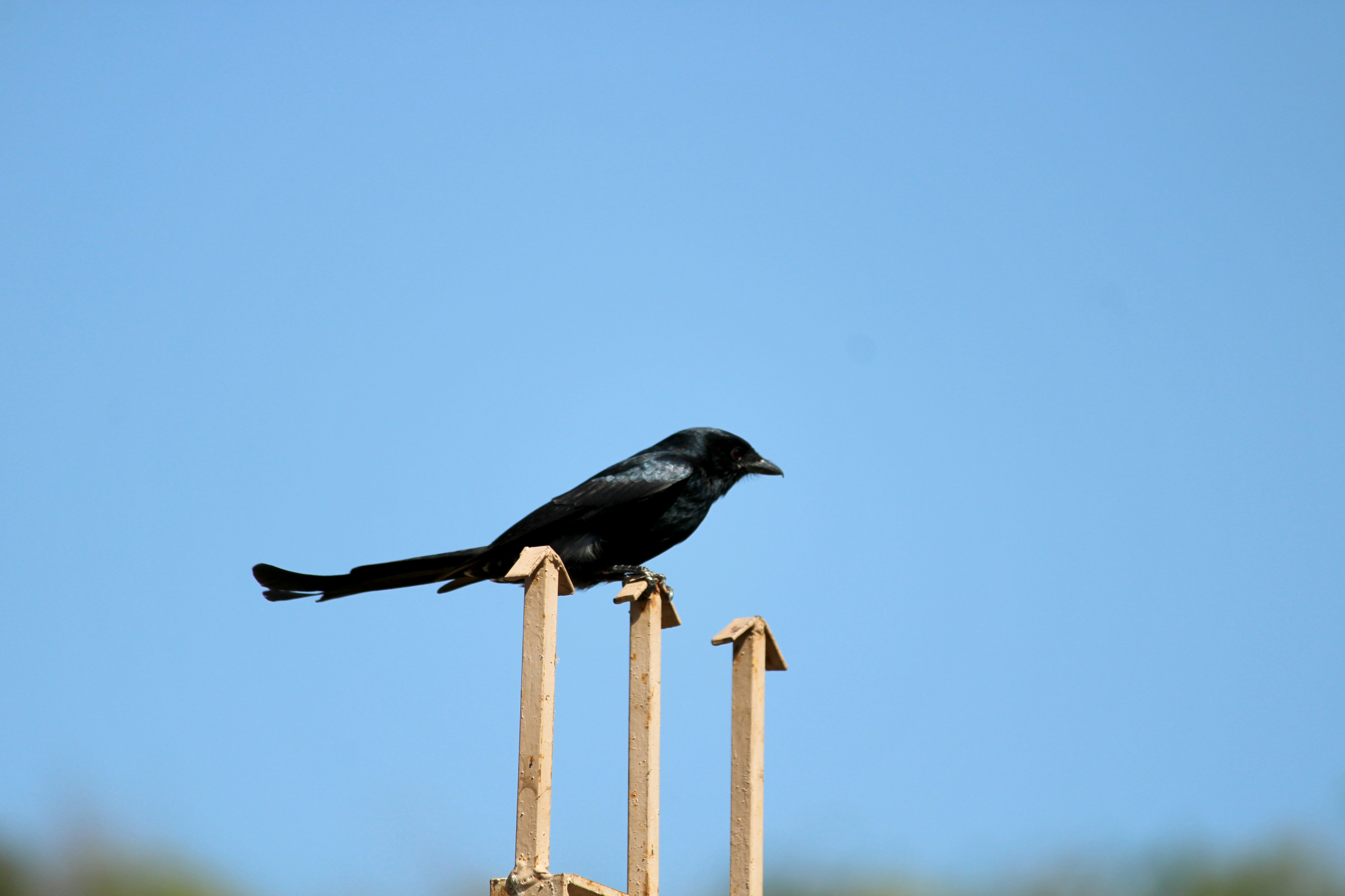 lone black crow on wooden posts against a clear blue sky