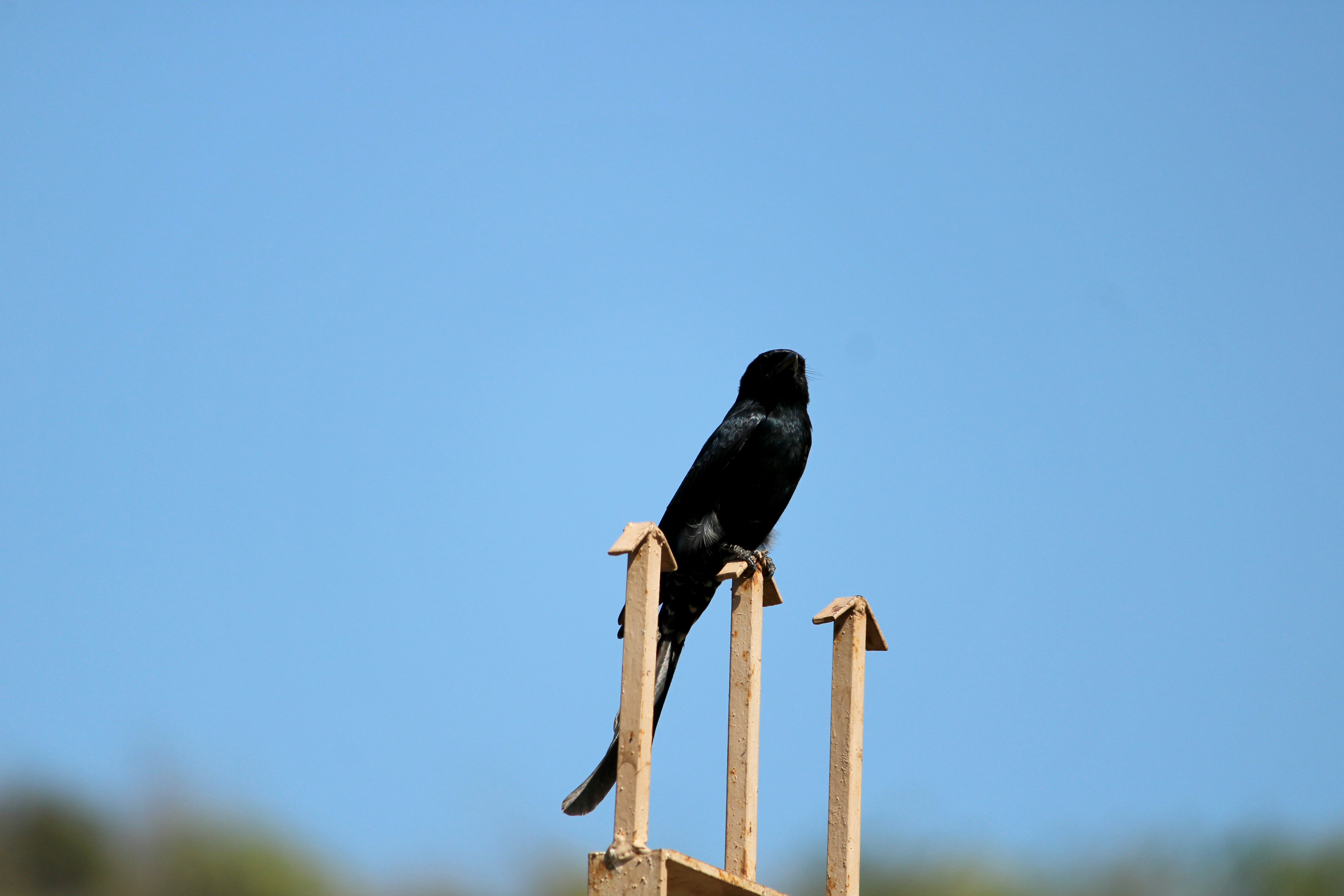 a black bird sitting on top of a wooden post