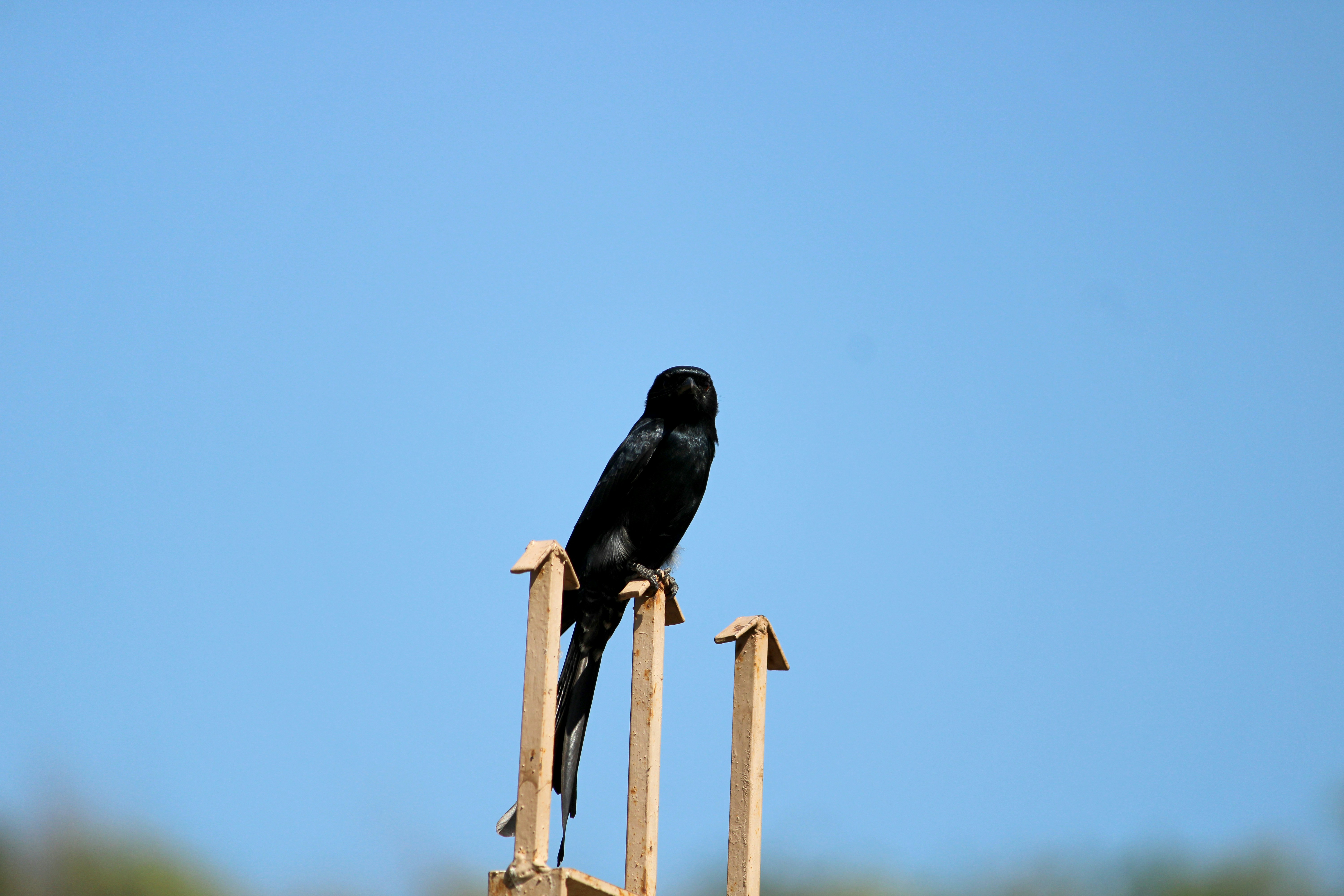 a black bird sitting on top of a wooden post
