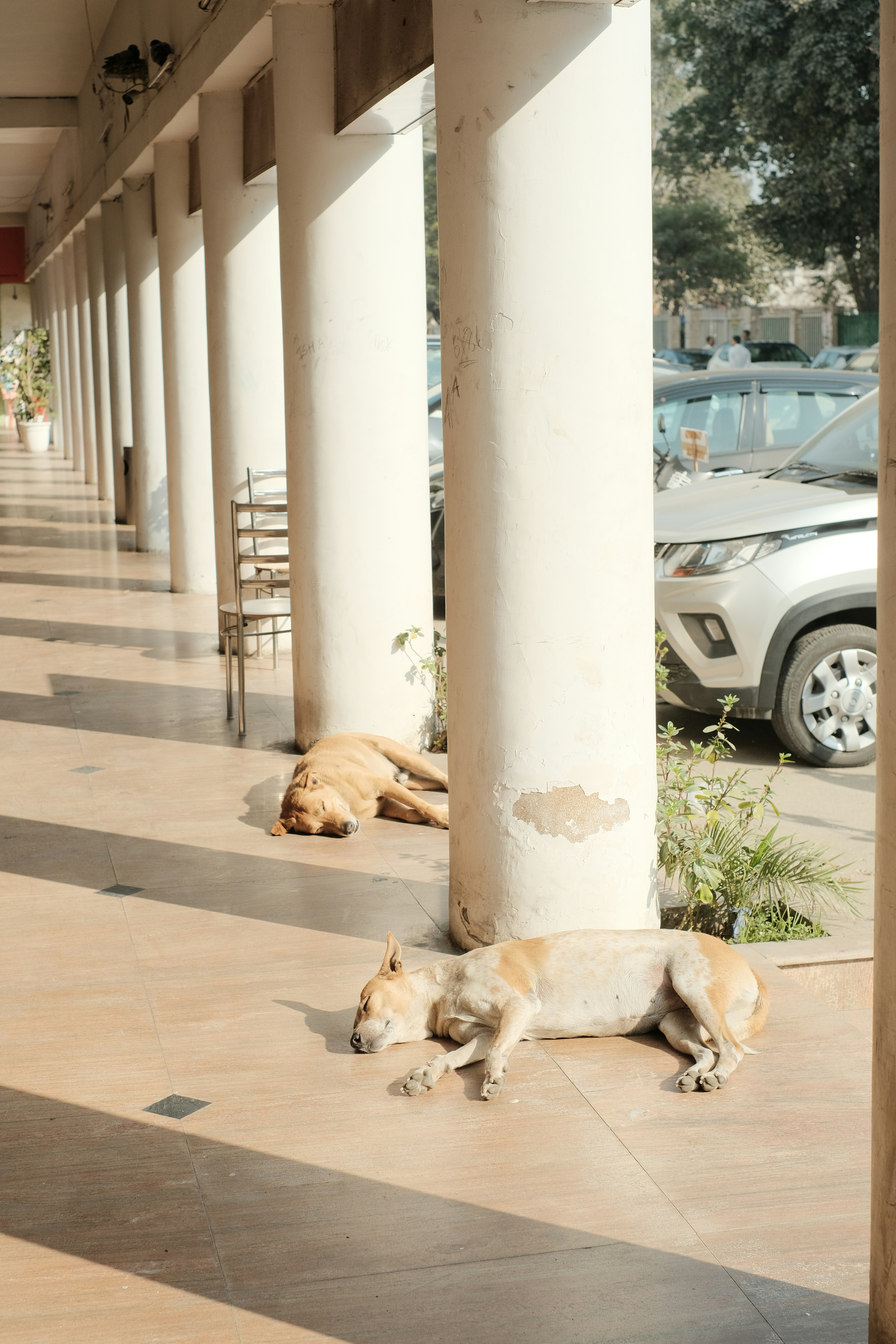 Sunlit Siesta Under Arches: A Pair of Dogs Rest in the Arcade