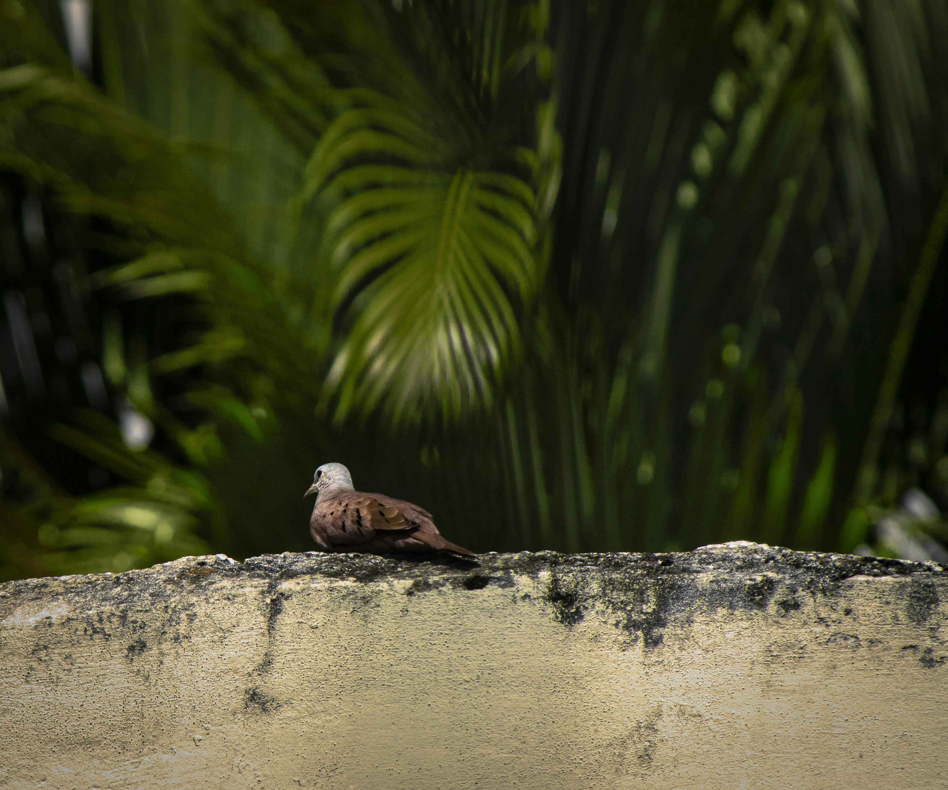 Serenity on the Wall: A Feathered Observer
