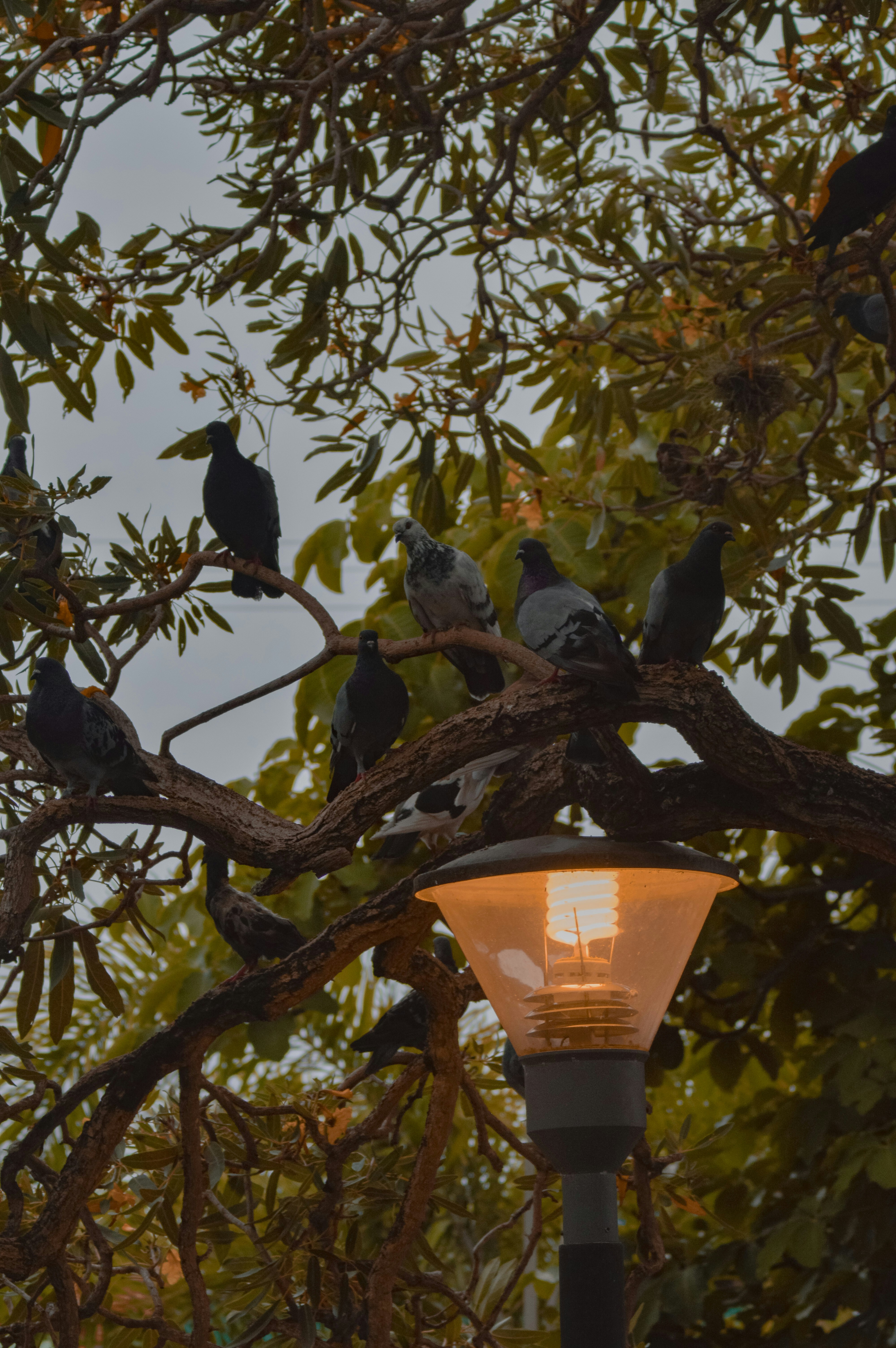 a group of birds sitting on top of a tree branch