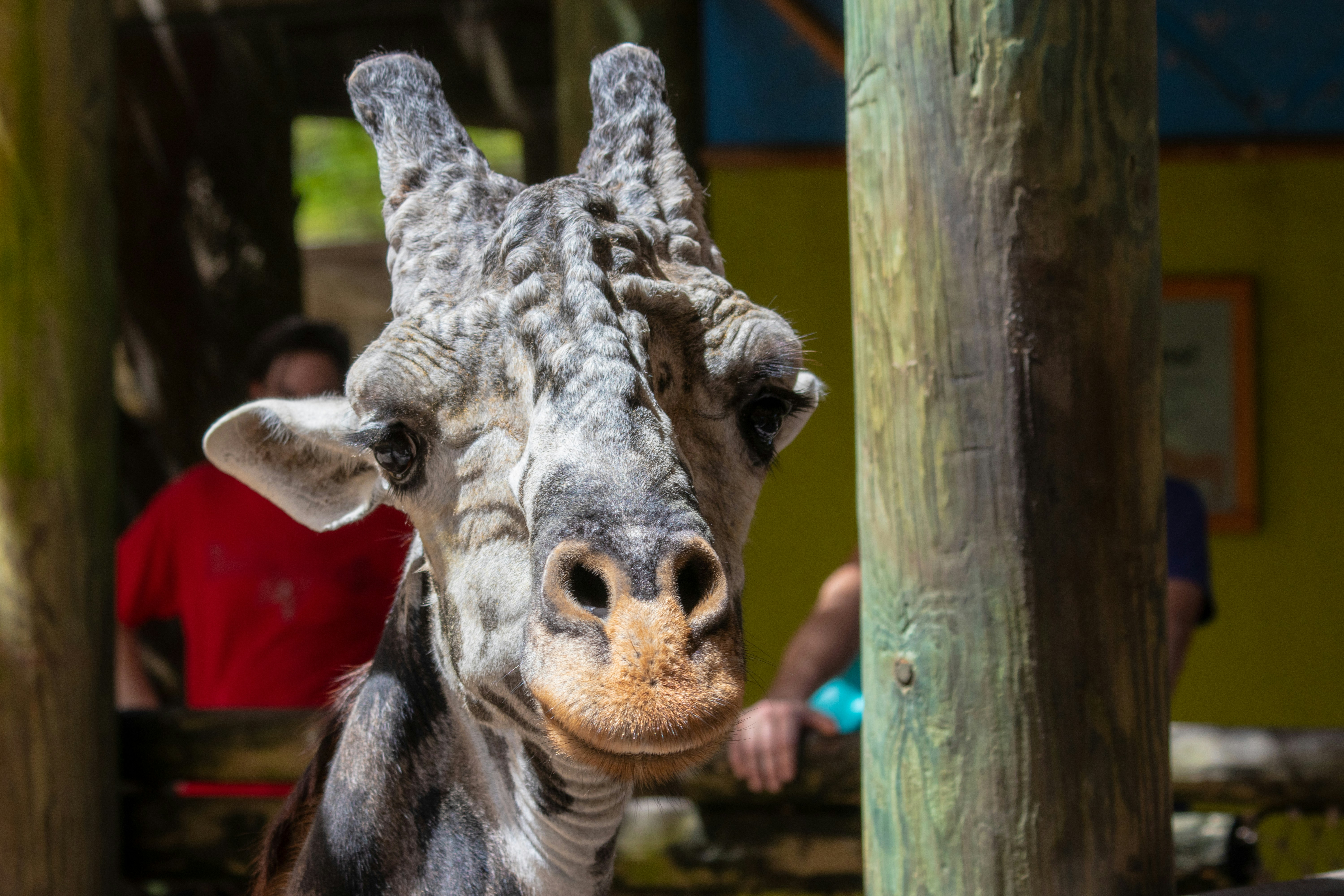 A giraffe standing next to a wooden pole photo – Free Animal Image on ...