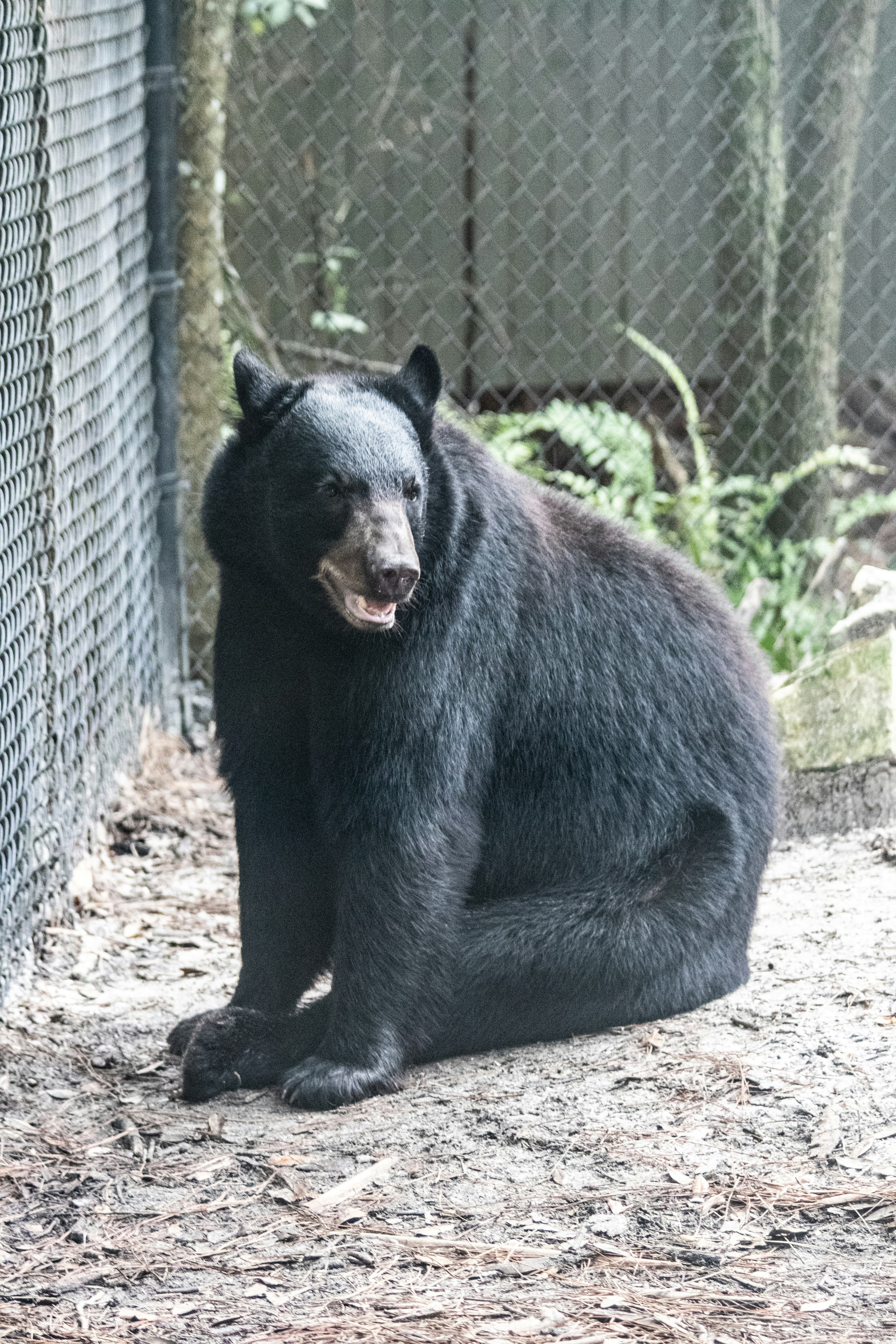 A large black bear sitting on top of a dirt ground photo – Free Animal ...