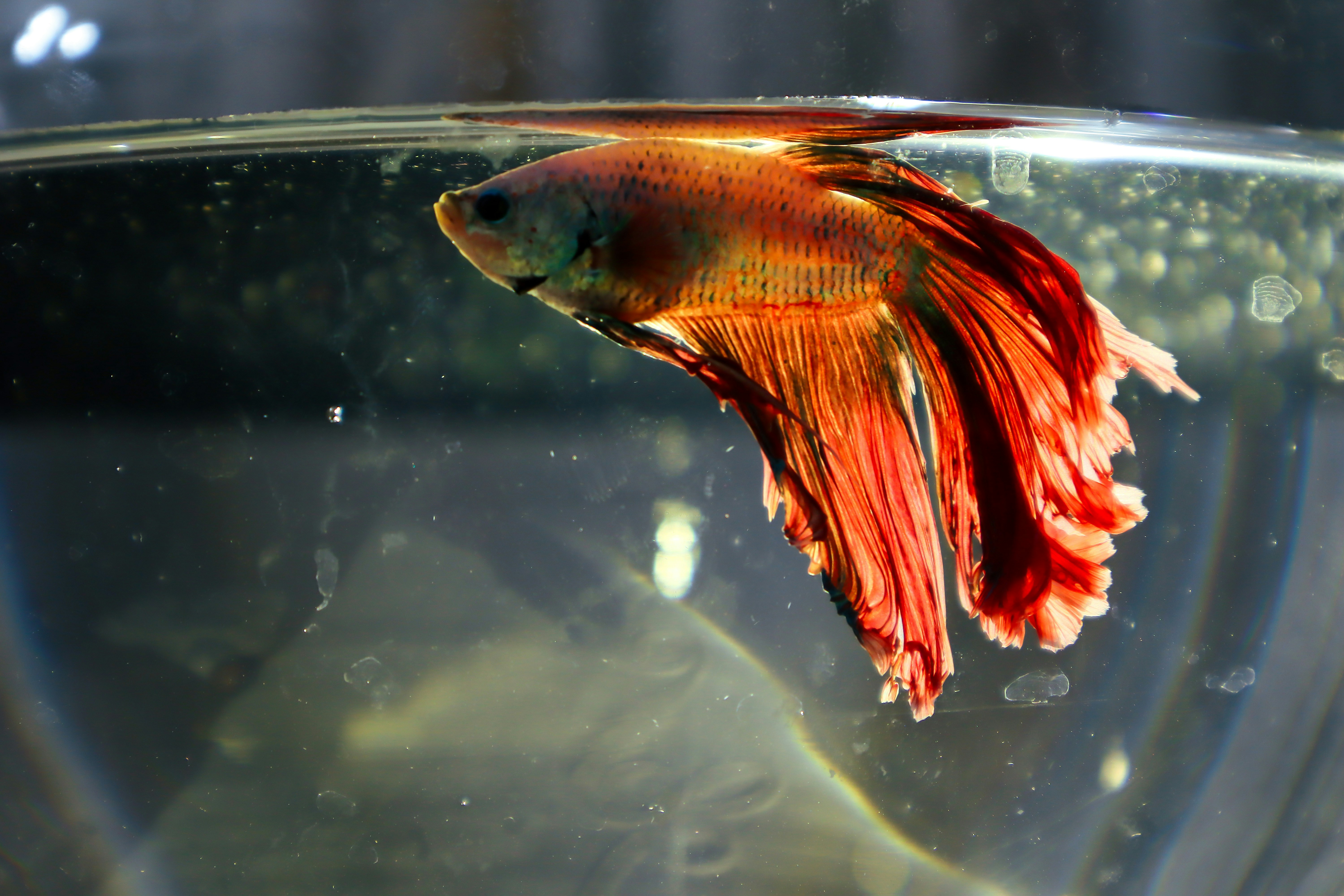 Un poisson qui nage dans l’eau photo – Photo Animal Gratuite sur Unsplash