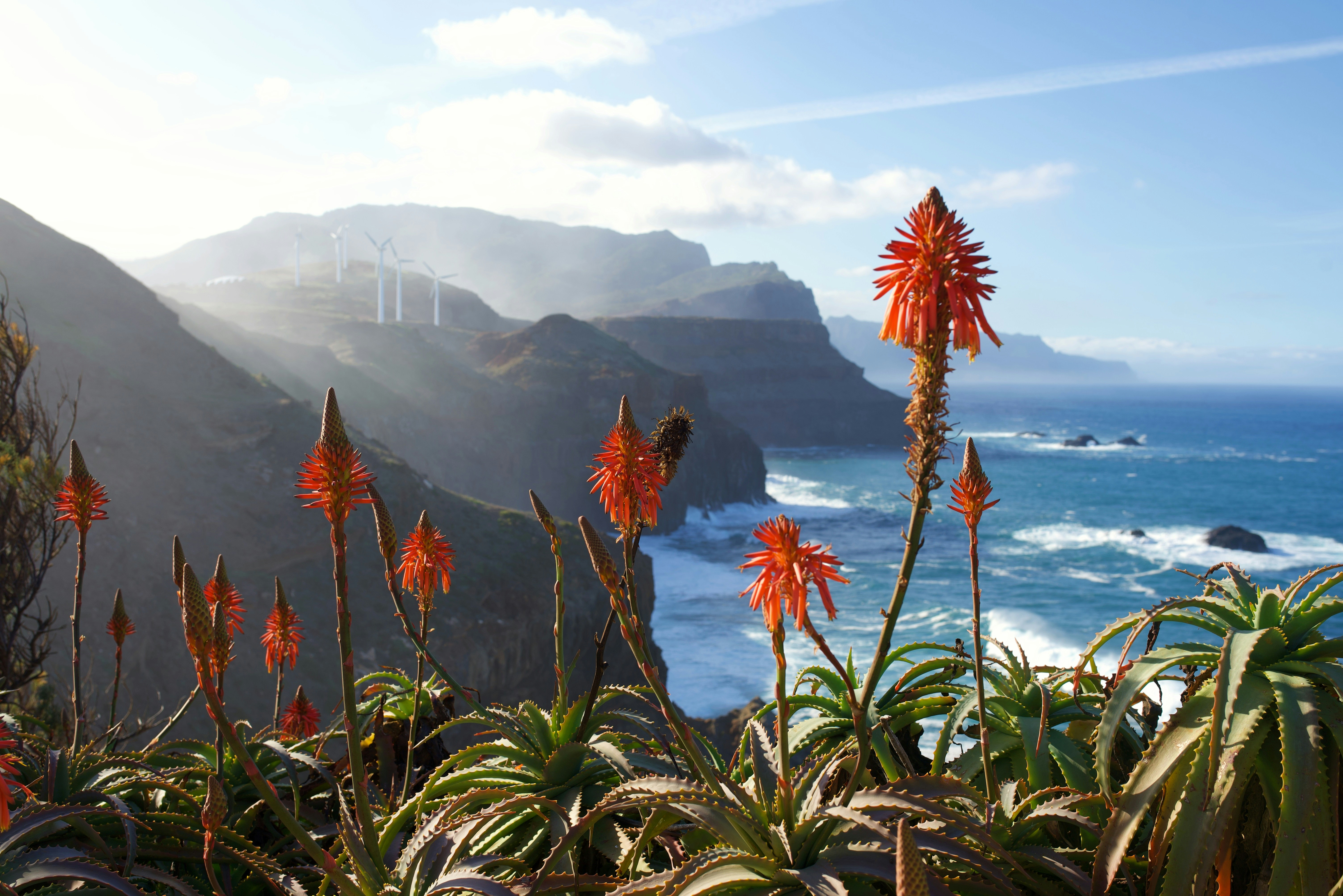 Crimson Aloe Blooms Framing a Windward Coastline