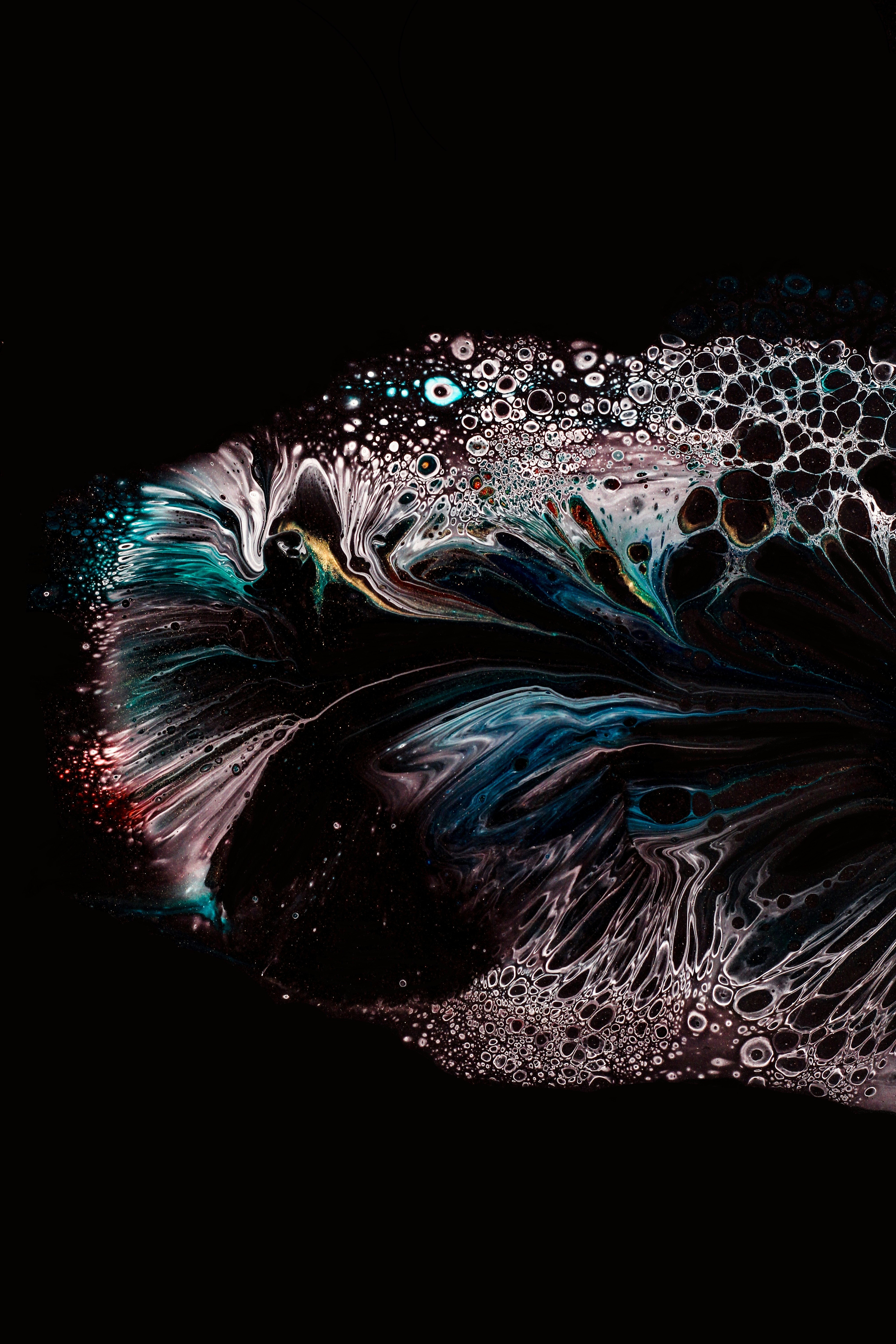 A close up of a flower on a black background photo – Free Pattern Image ...