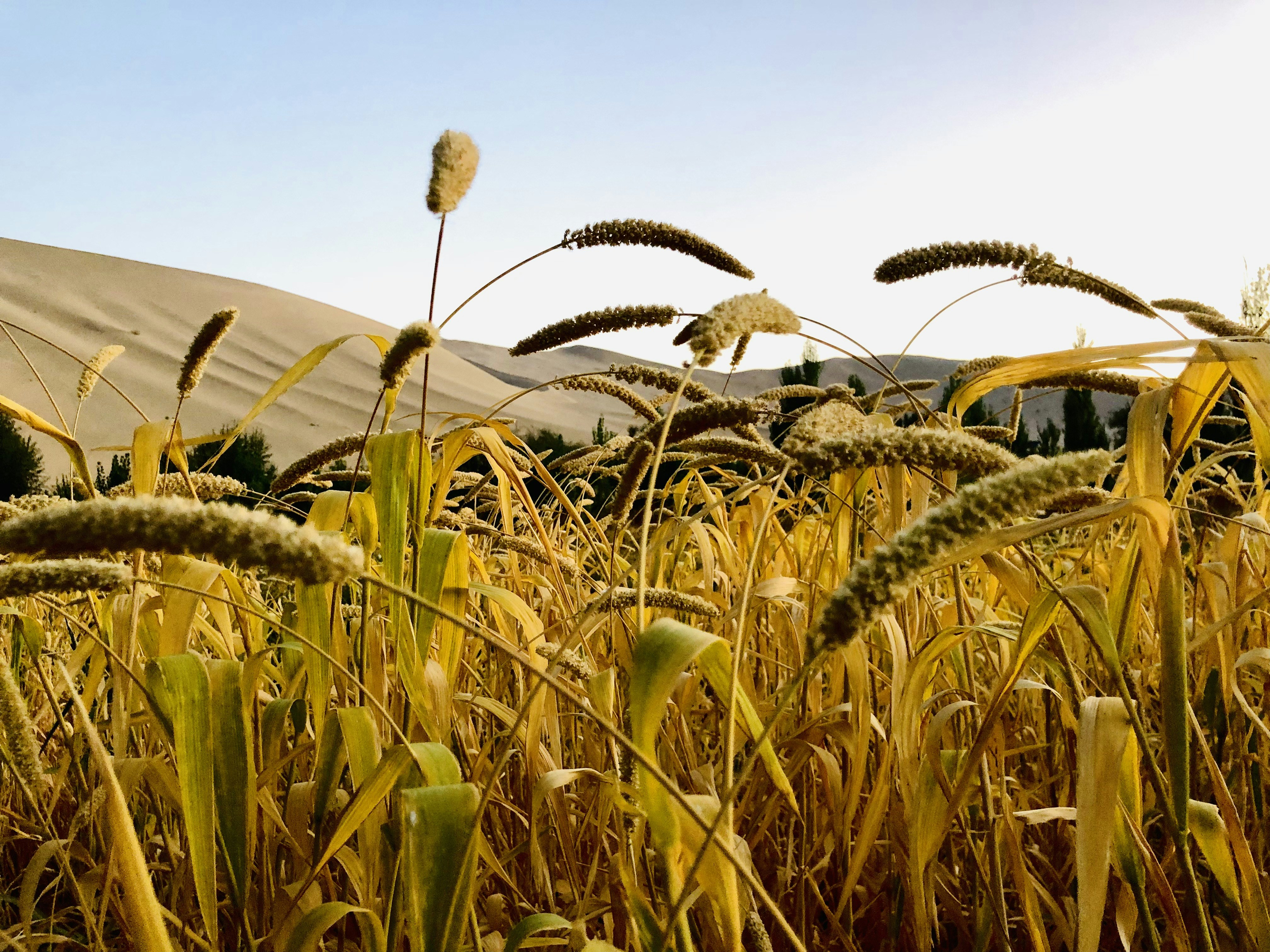 A field of tall grass in front of a sand dune photo – Free 鸣沙山月牙泉 Image ...