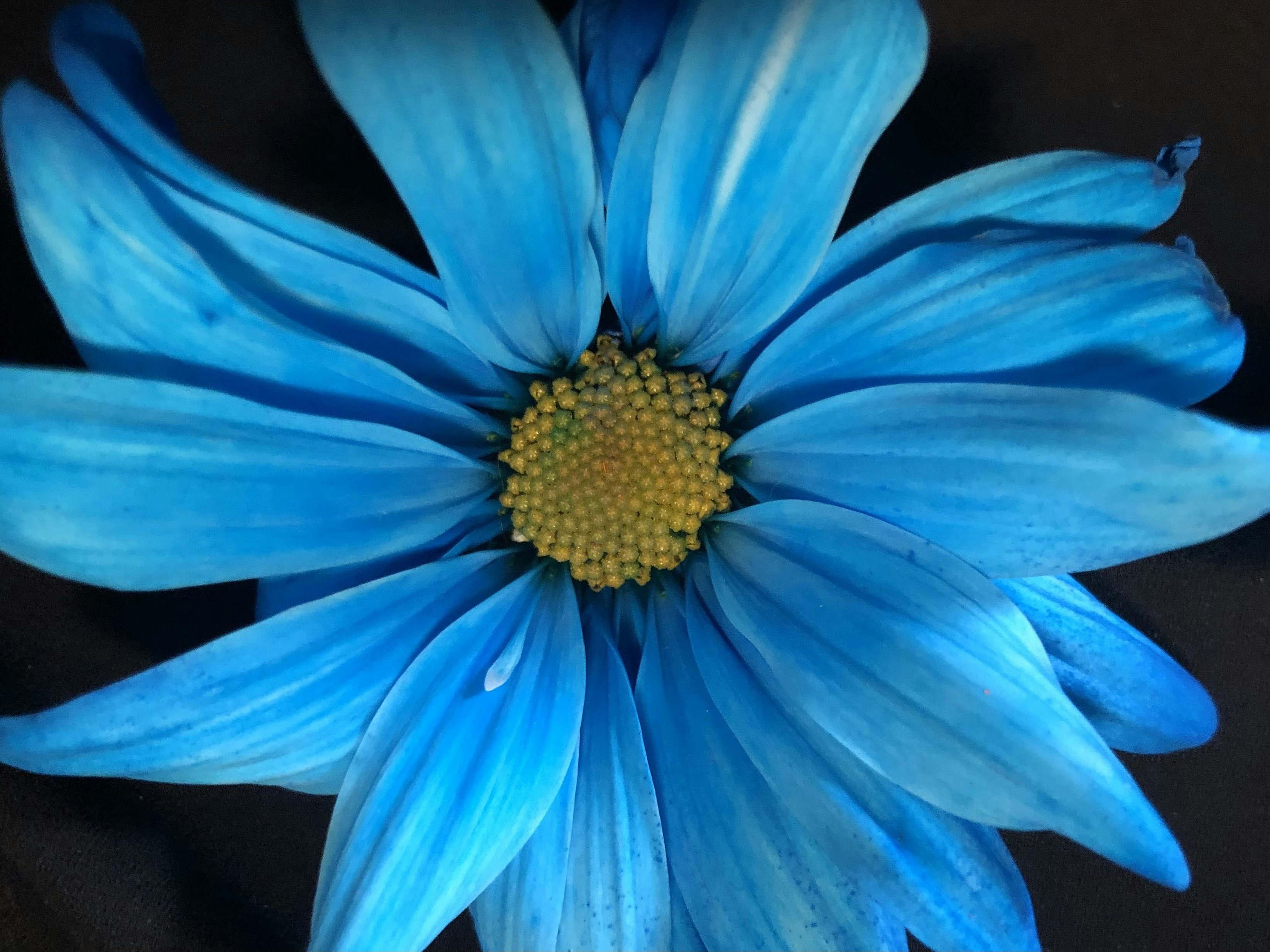 Ultramarine Daisy Macro: Neon Petals Framing a Sunlit Center