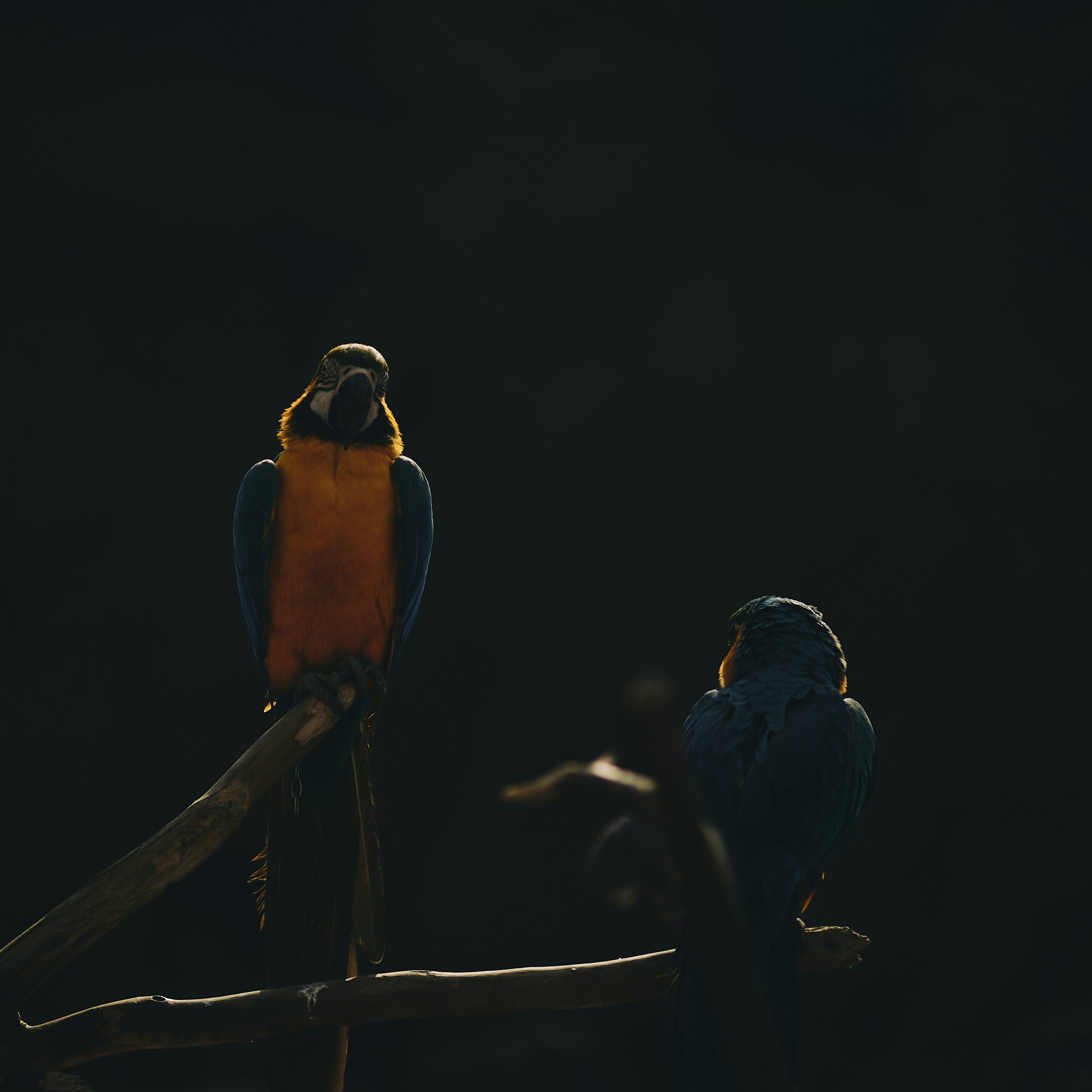 Two Kingfishers in Subtle Backlight on a Weathered Branch