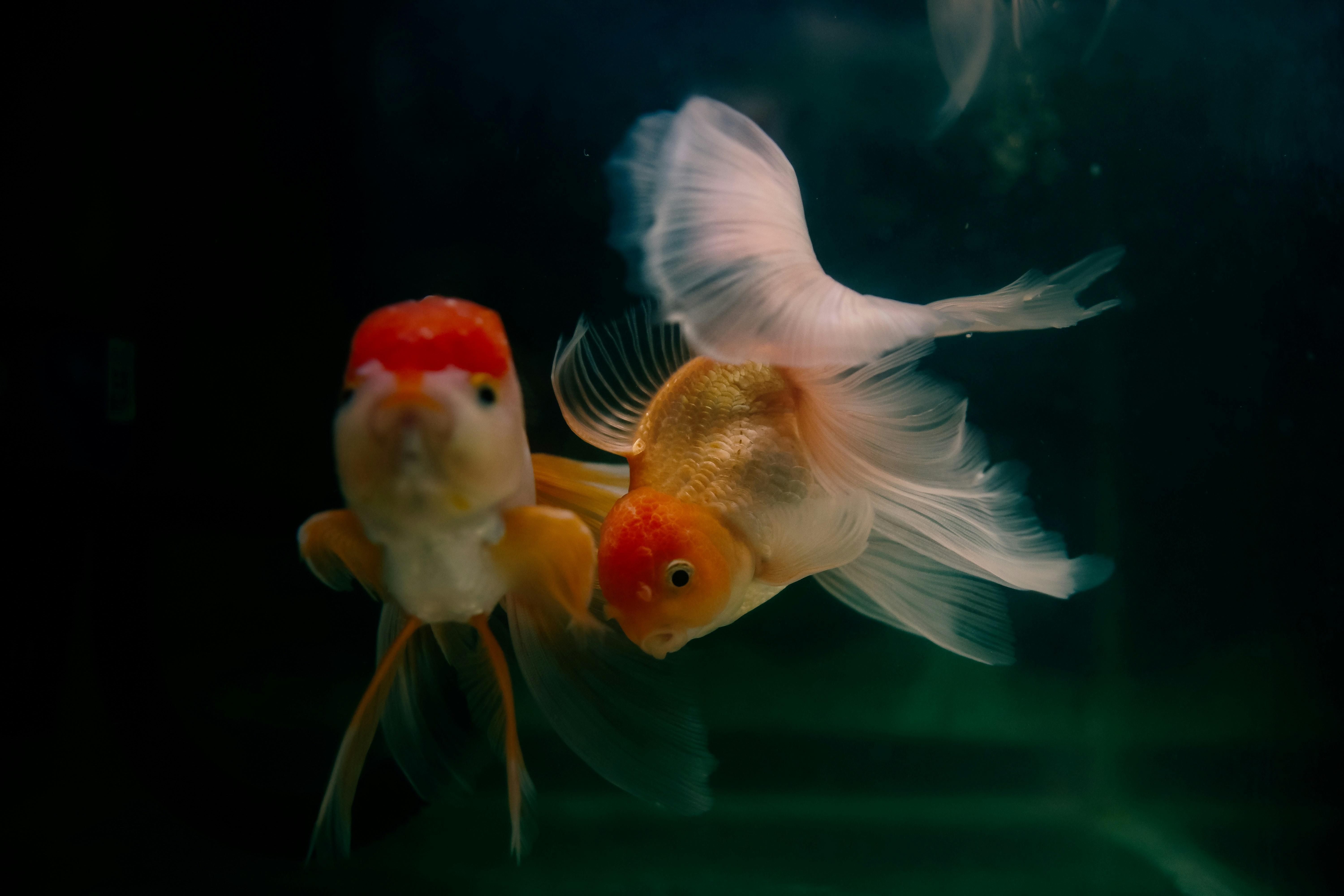 A couple of goldfish swimming next to each other photo – Free Fish ...