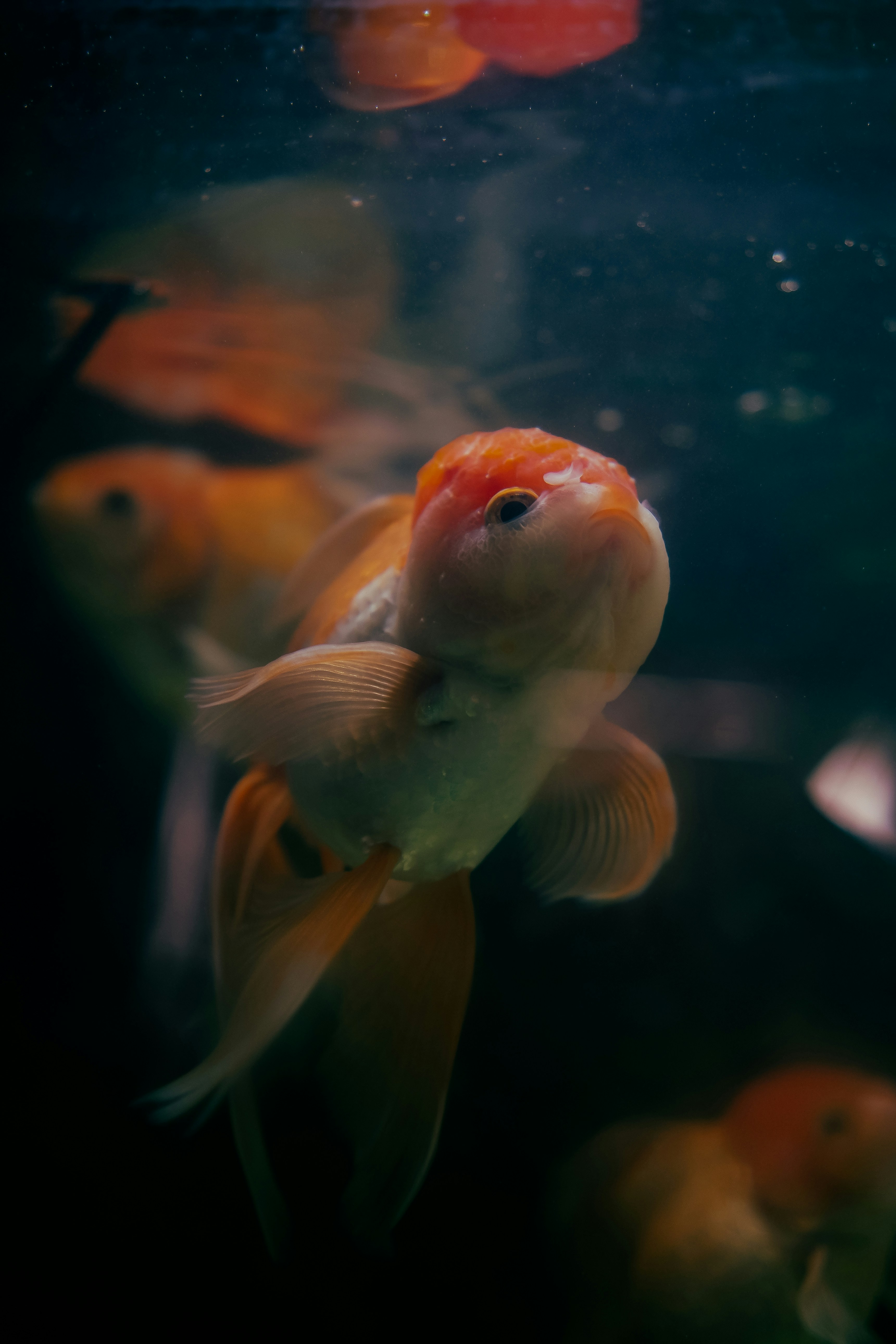 A group of goldfish swimming in an aquarium photo – Free Fish Image on ...