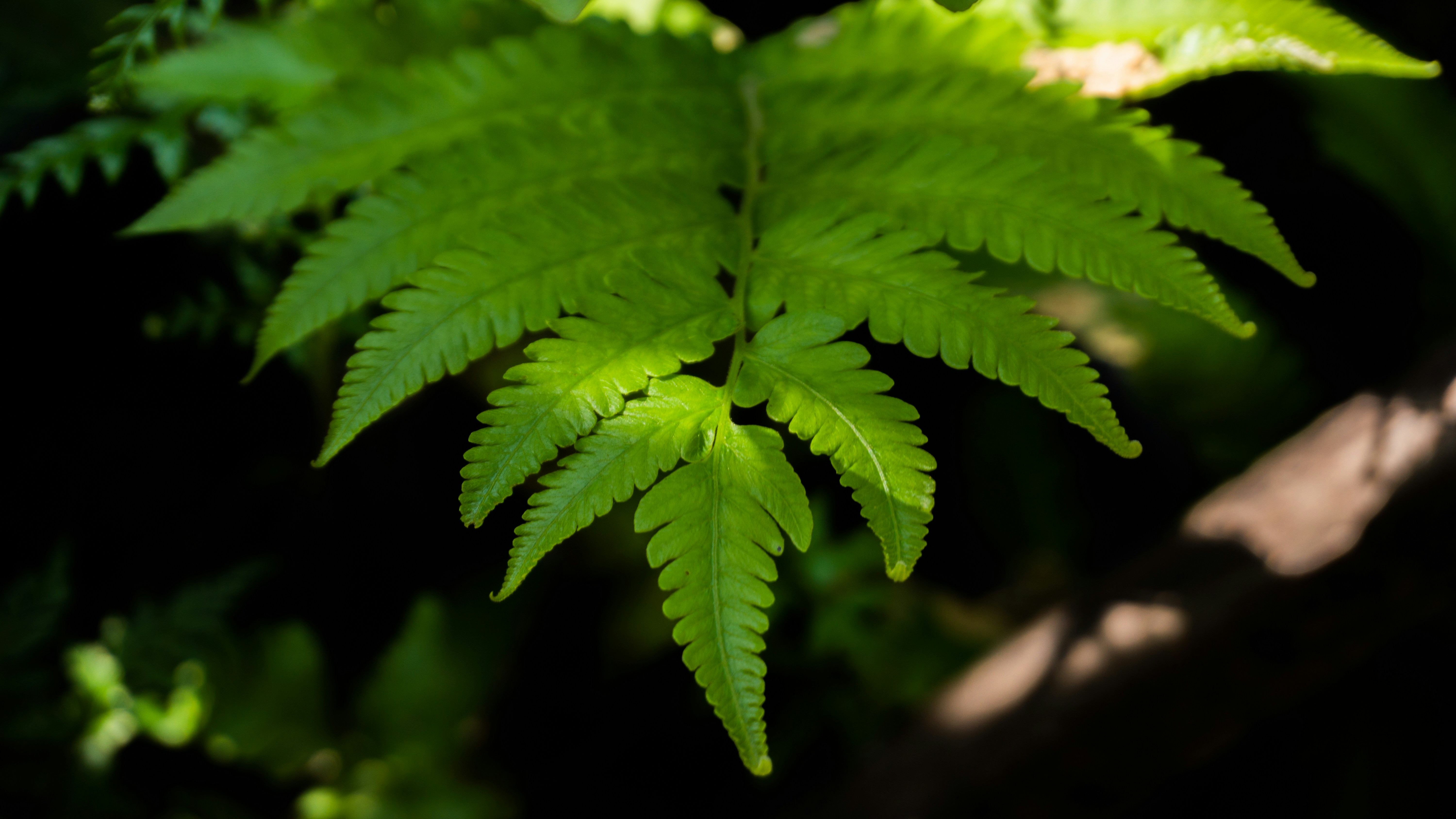 Verdant Whispers: Nature's Intricate Patterns