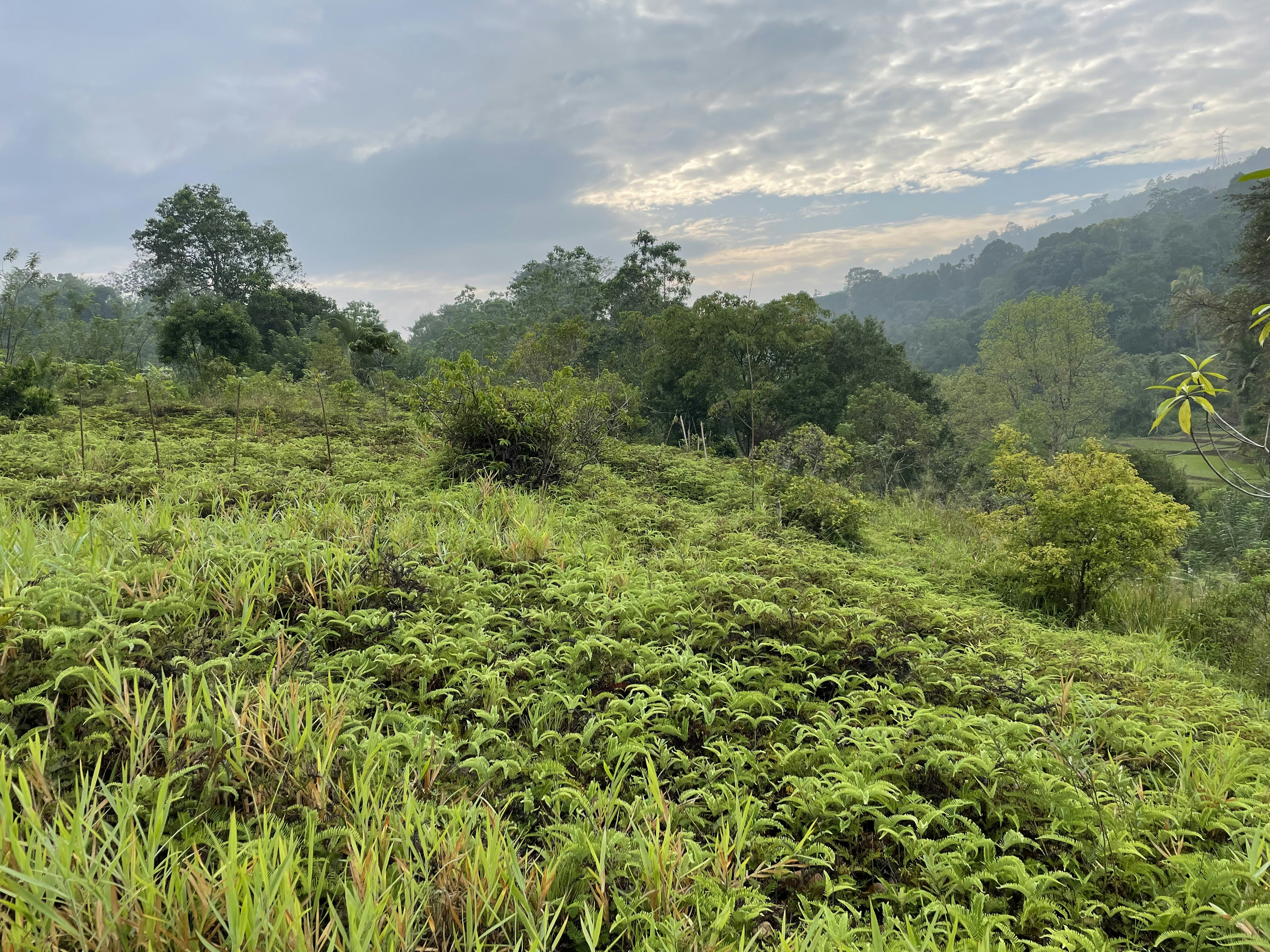 Une colline verdoyante couverte de nombreux arbres photo – Image ...