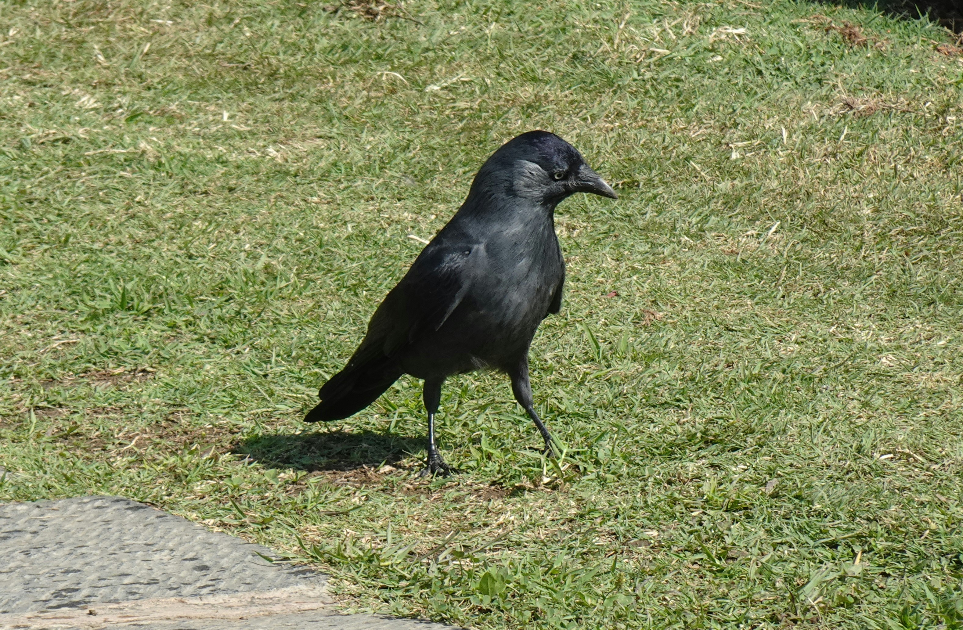 A solitary crow walking on grass, showcasing its glossy feathers and keen demeanor.