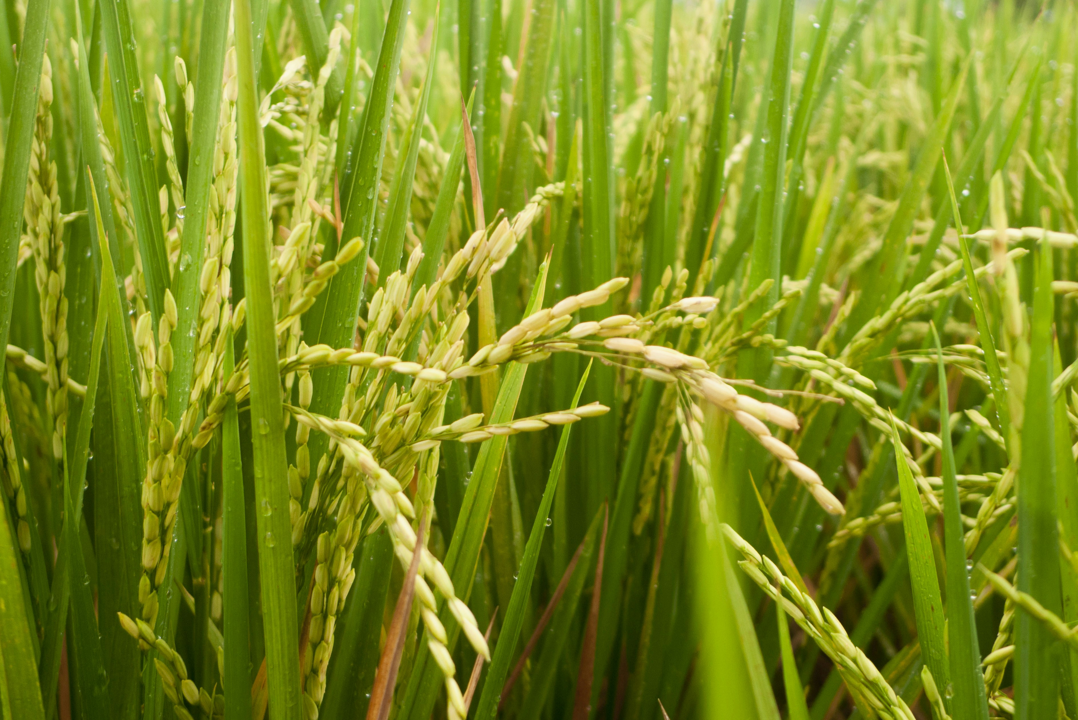 Close-up of rice plants with ripening grains, showcasing the intricate textures of the lush green foliage. Dew drops glisten on the leaves.