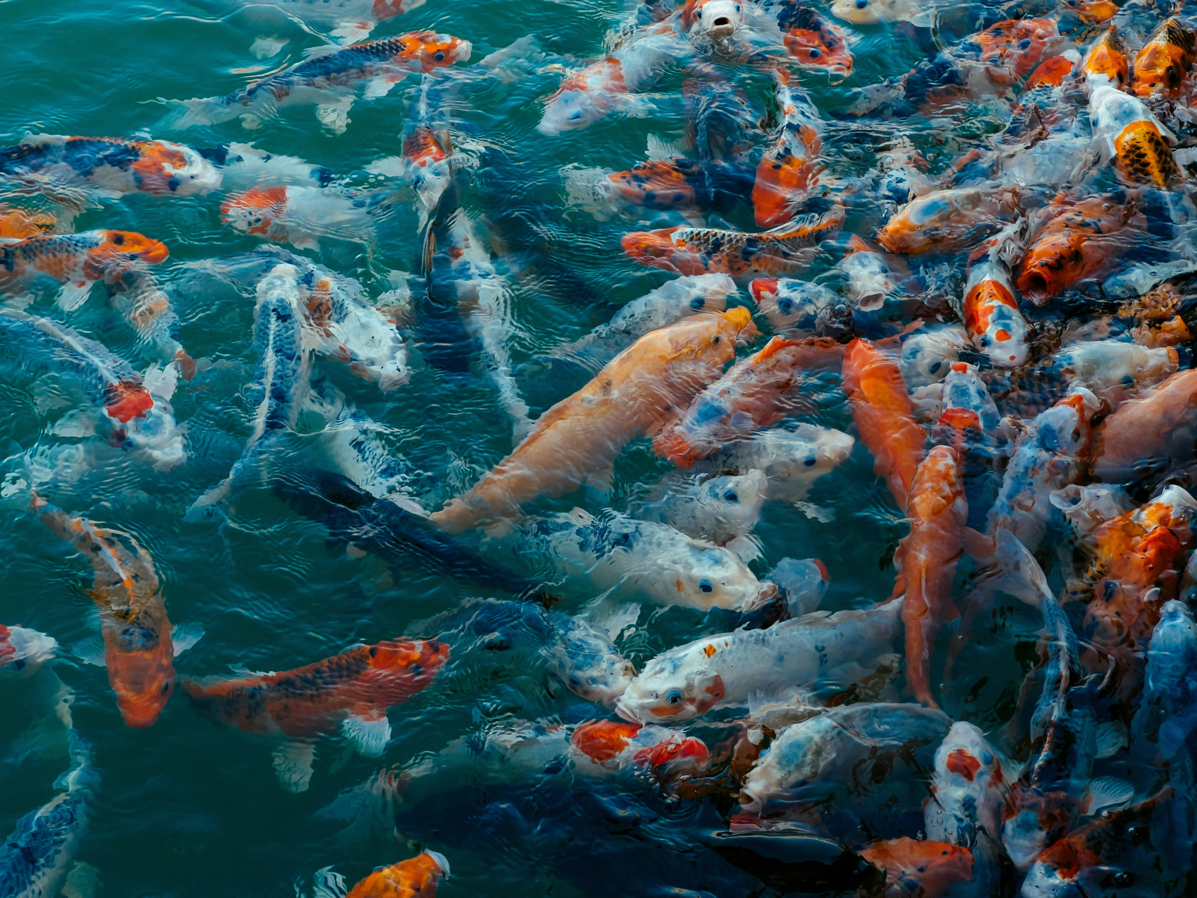 a large group of fish swimming in a body of water