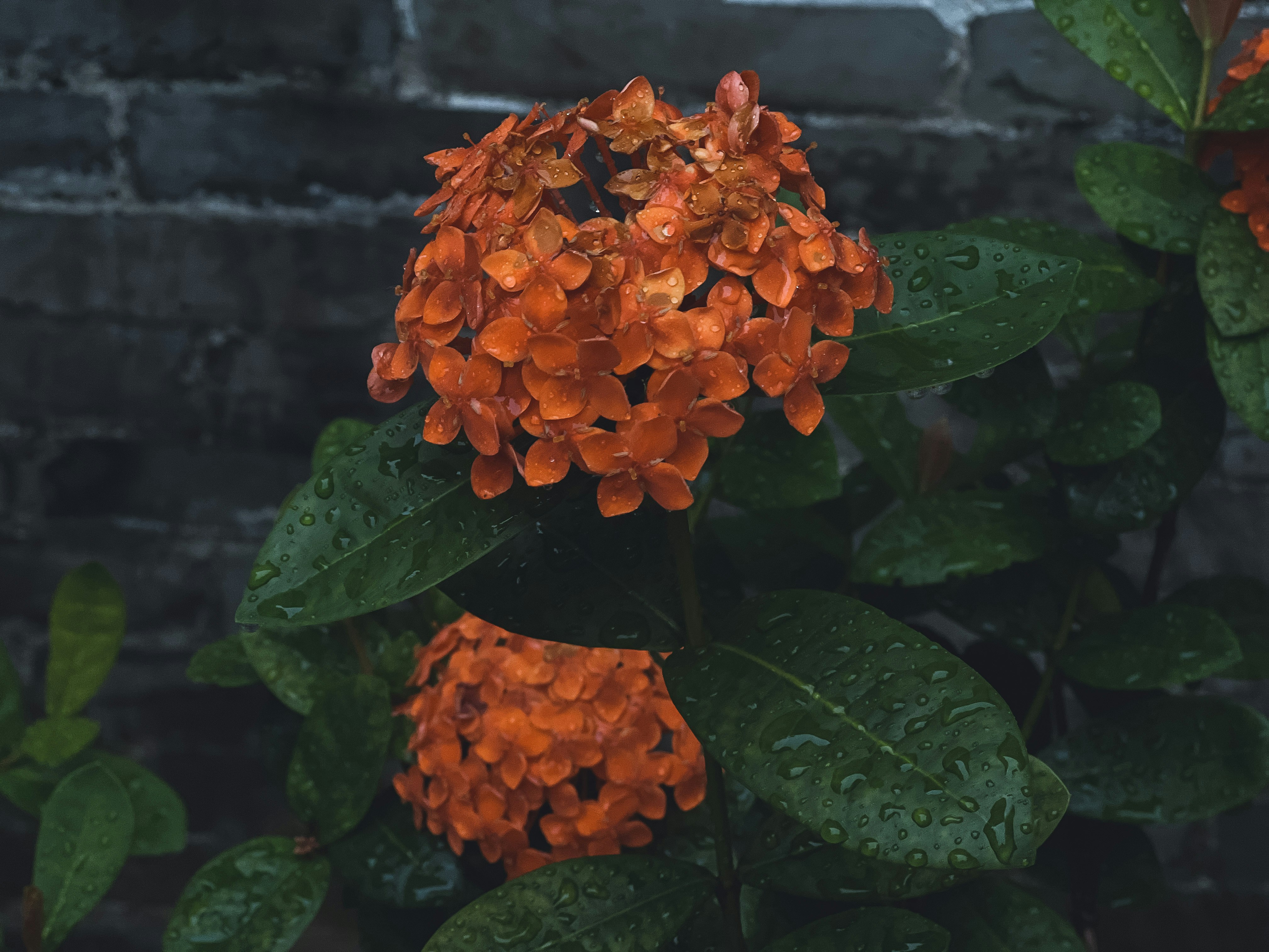 Dew-Kissed Orange Hydrangea Against a Weathered Brick Backdrop