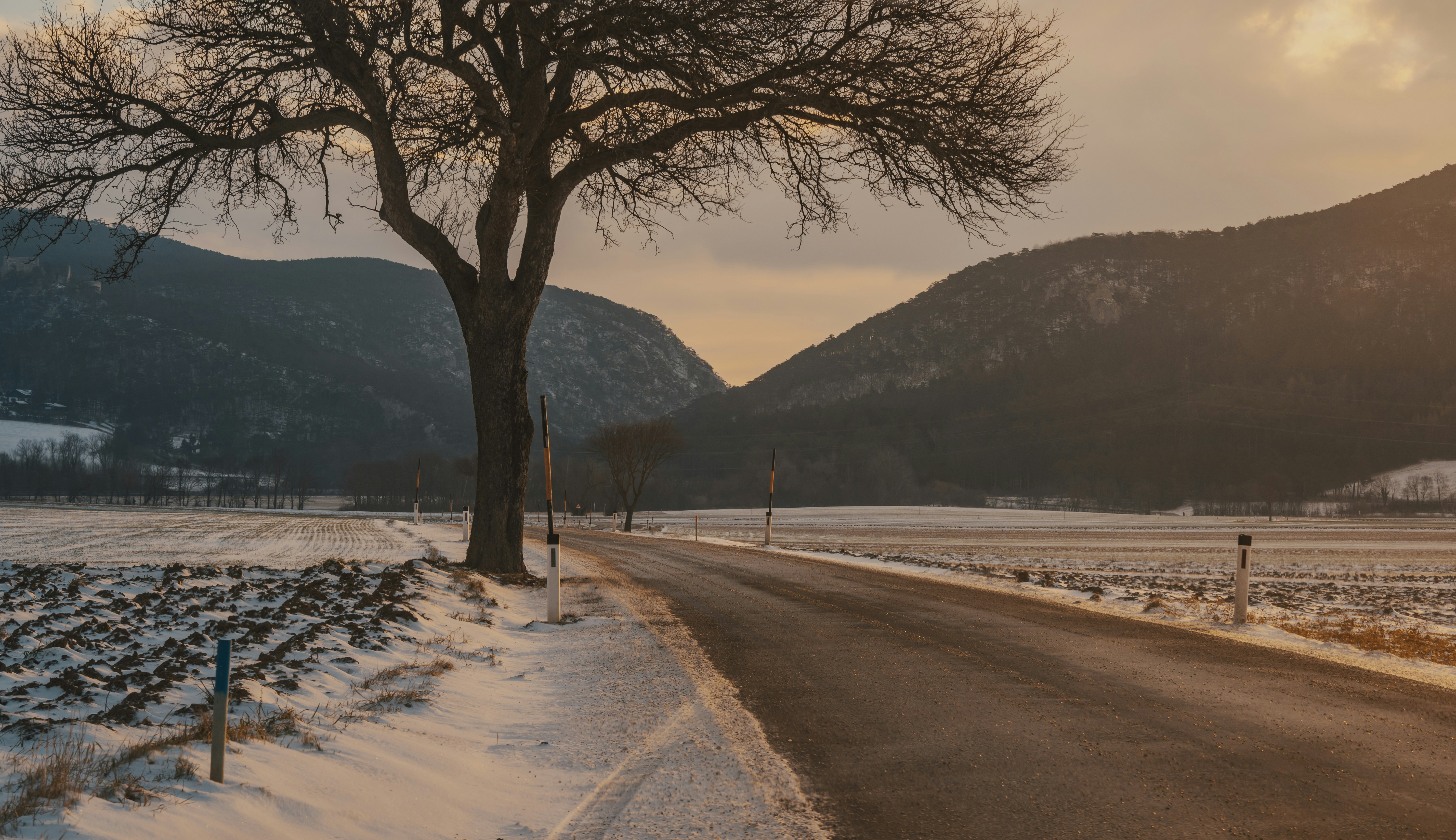 Lone Tree on the Snowbound Road at Dusk
