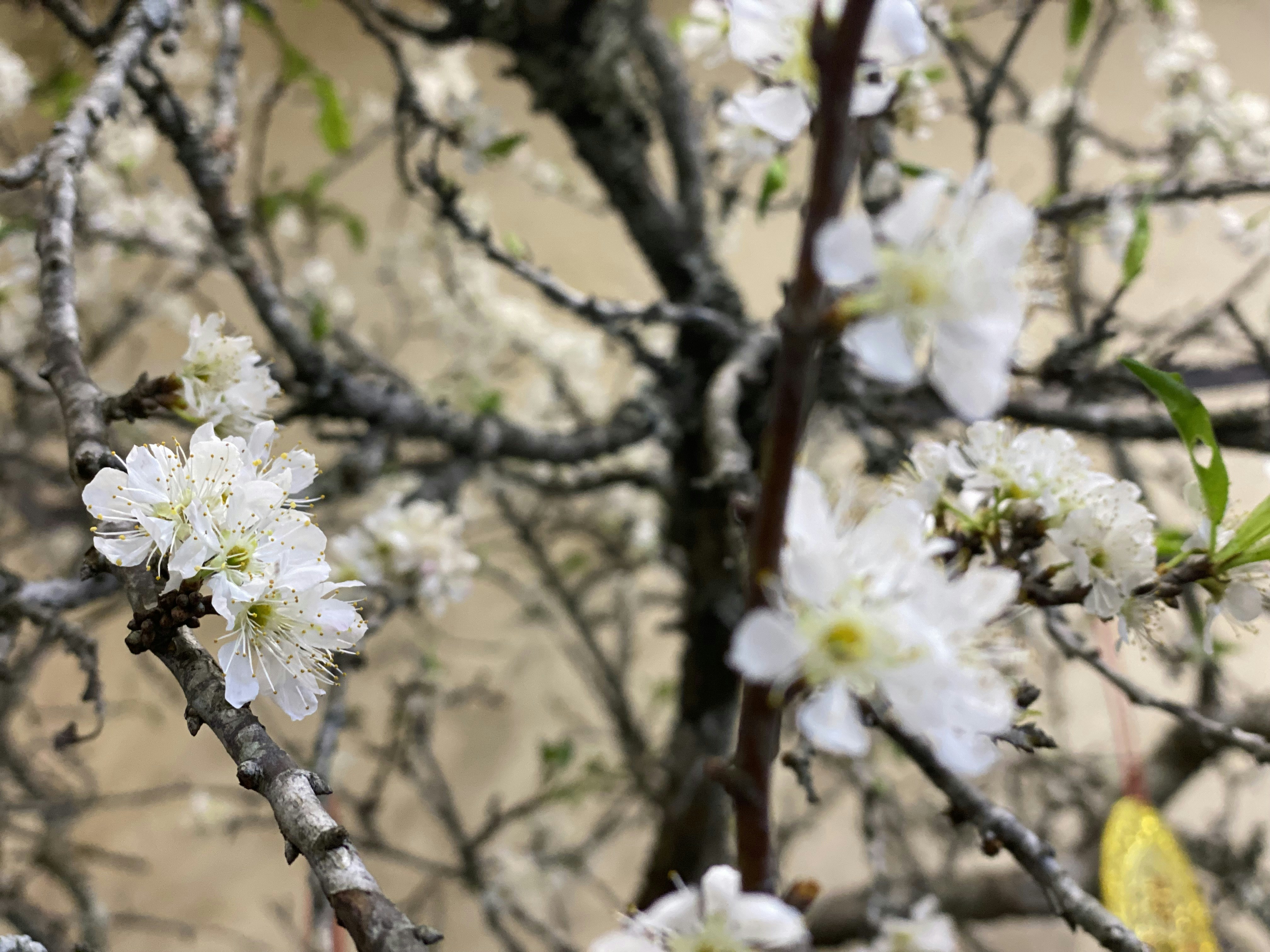 Whisper of White Blooms on a Weathered Branch