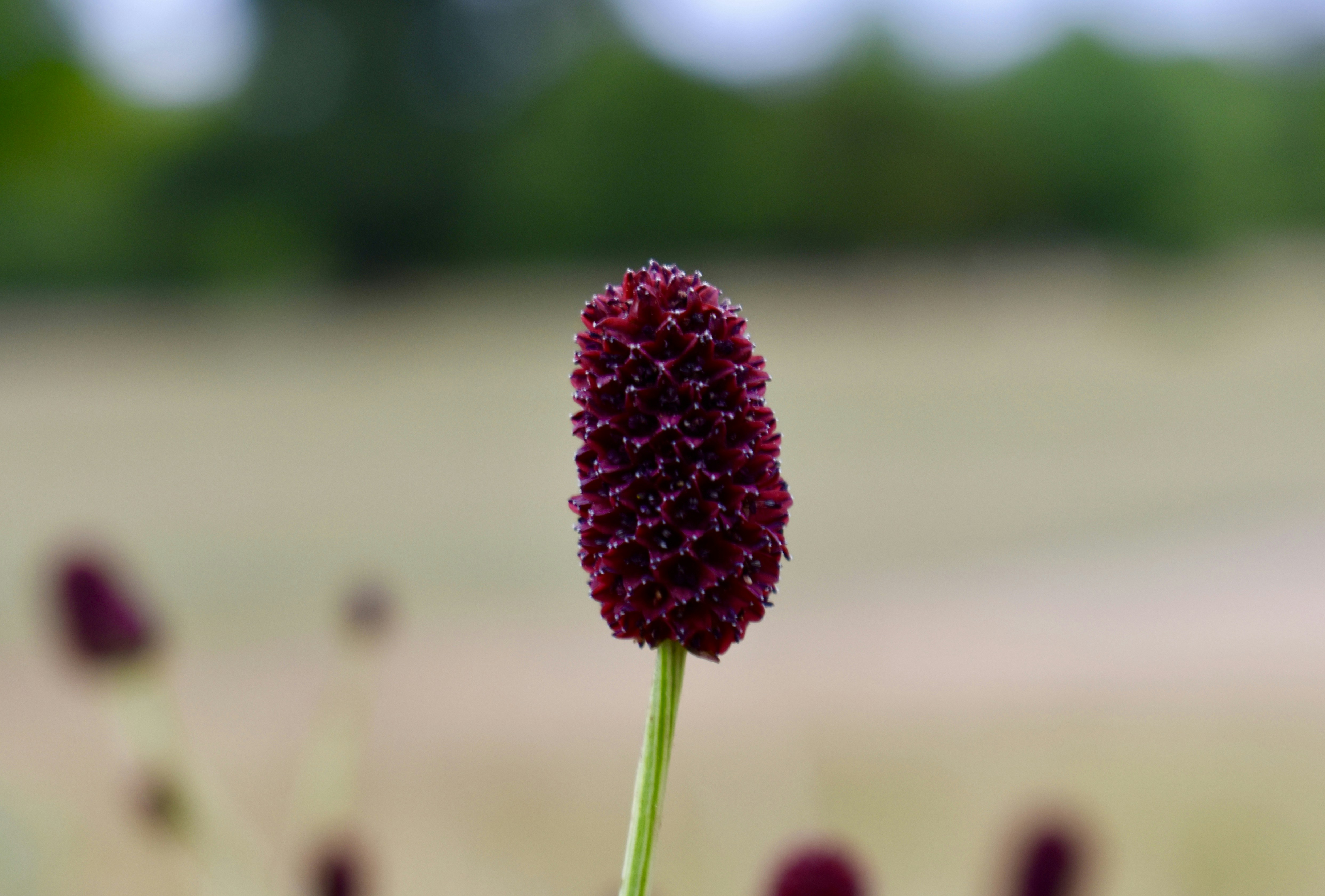 Photo by Zorawar Bhangoo with Nikon D3500