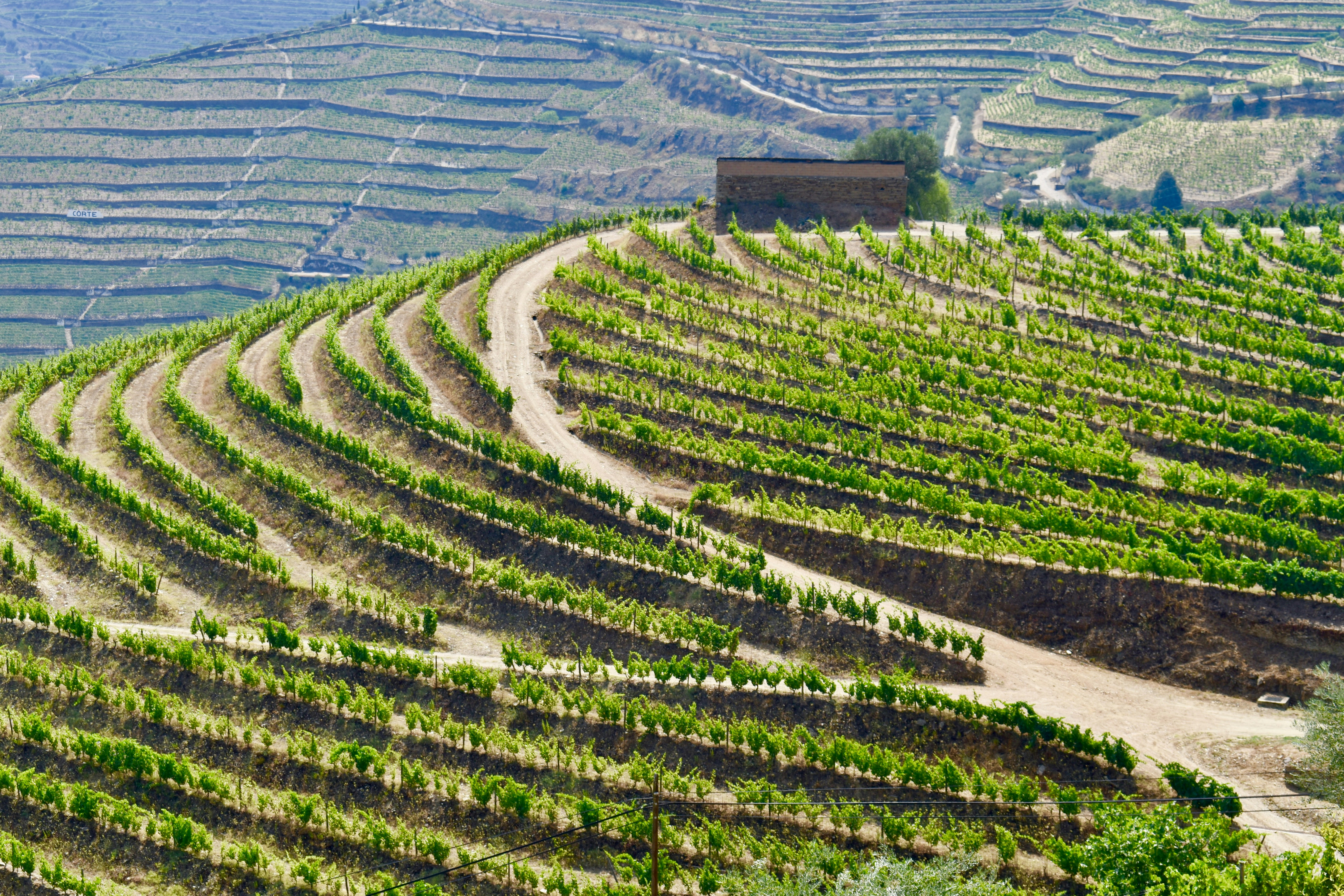 Photo by Zorawar Bhangoo with Nikon D3500