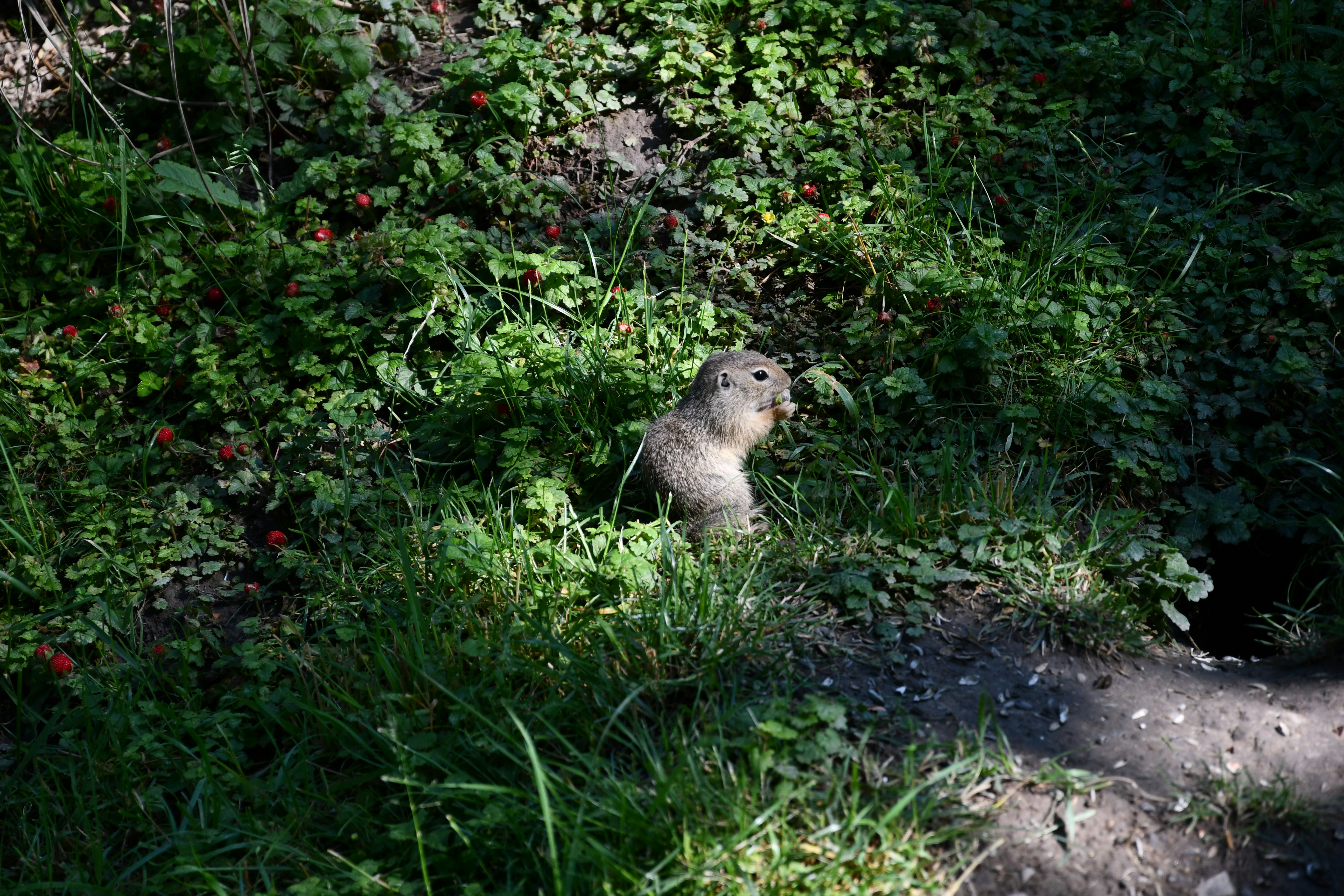 Curious Ground Squirrel in Dappled Shade
