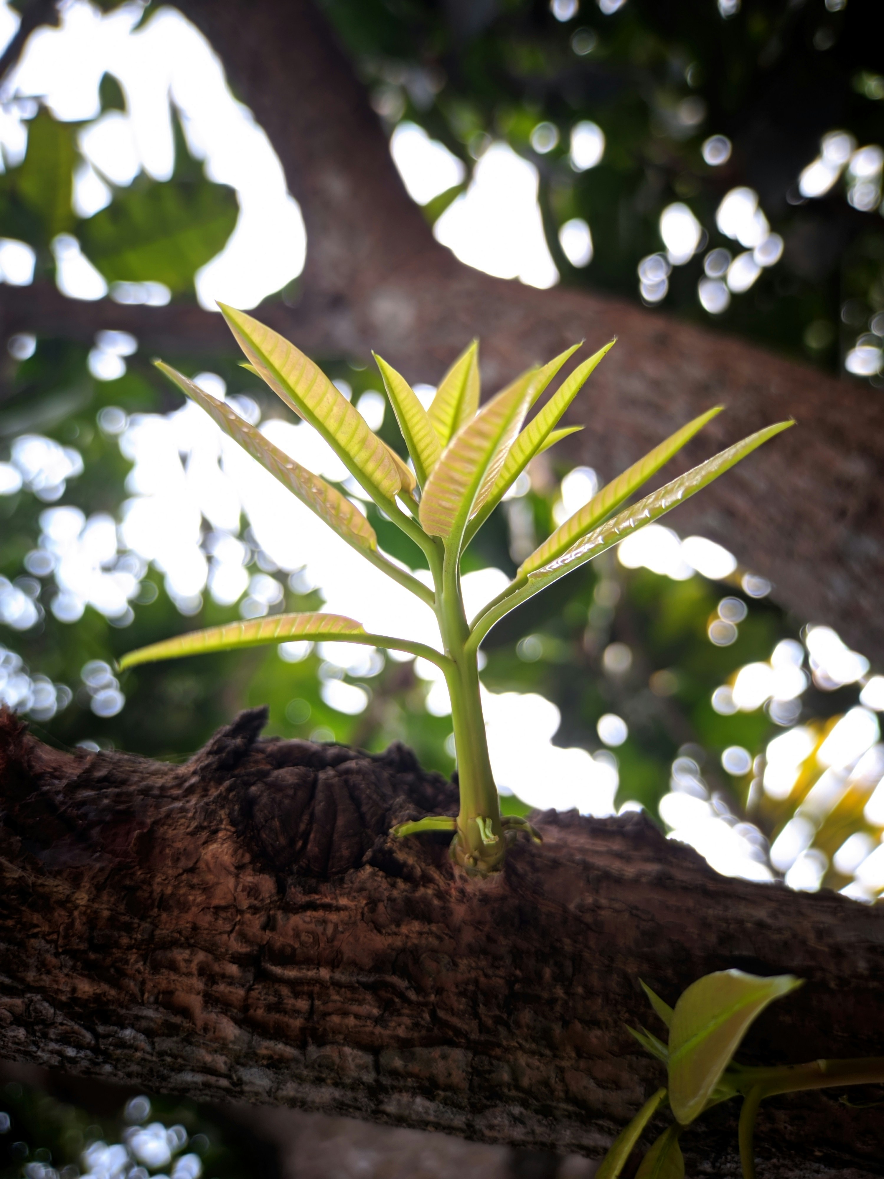 Emergence on Bark: A Tender Sprout Reaching Toward Light