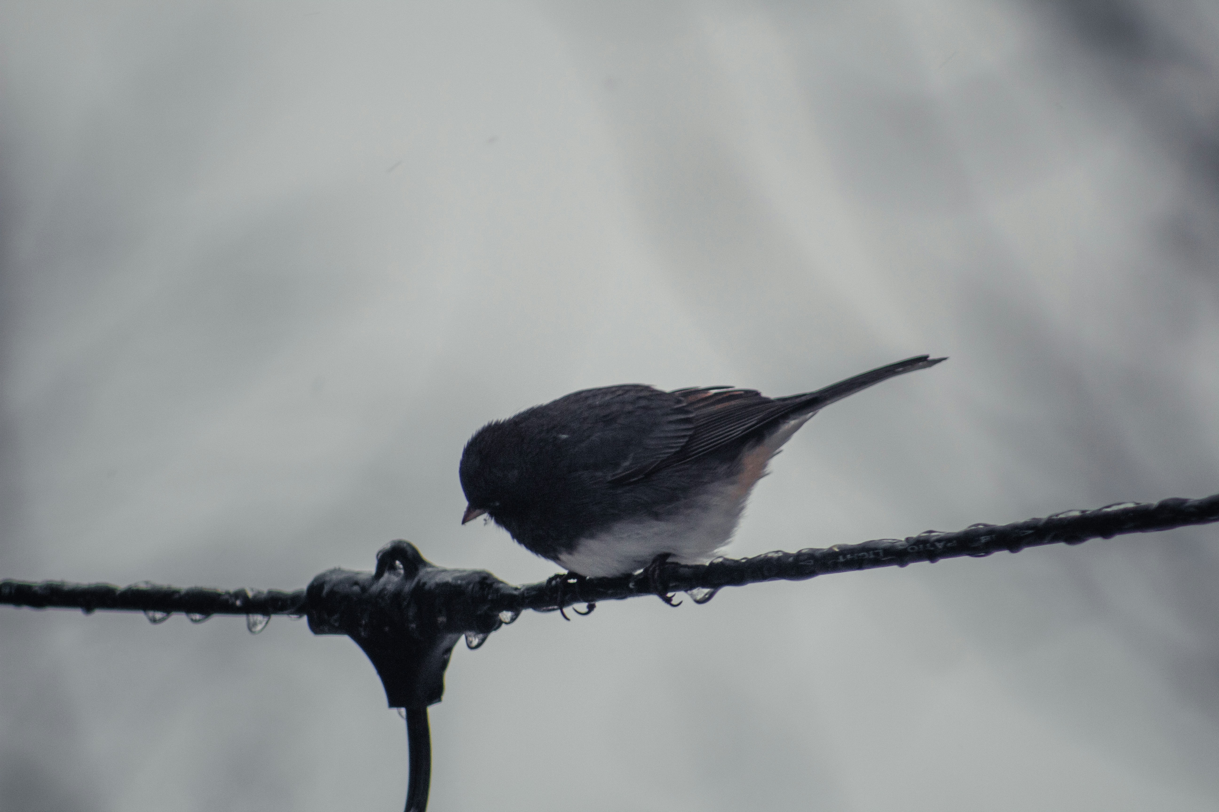Dark-colored bird perched on a wet wire, droplets glistening around it in a muted, rainy backdrop.