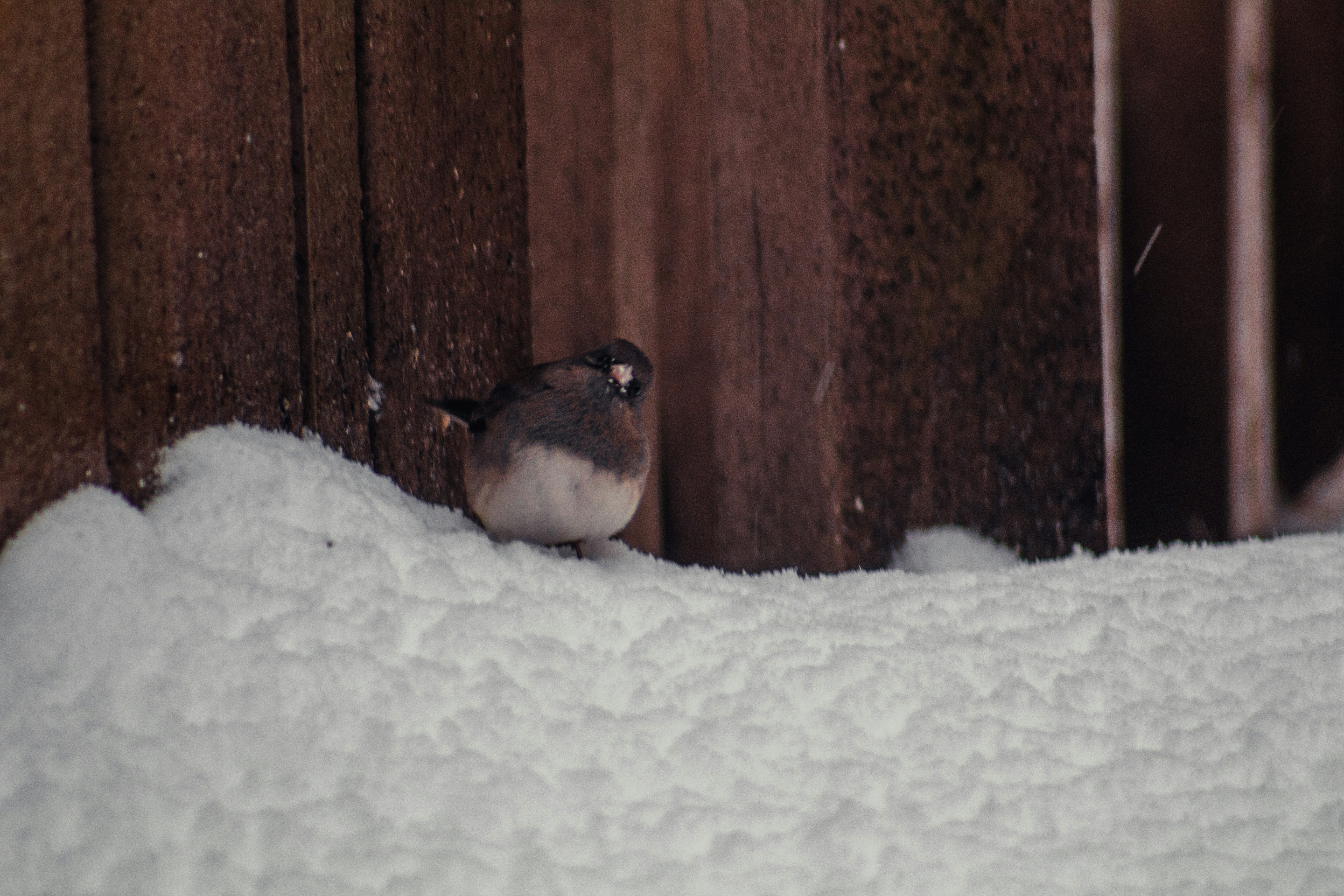 Junco with head cocked in snow.