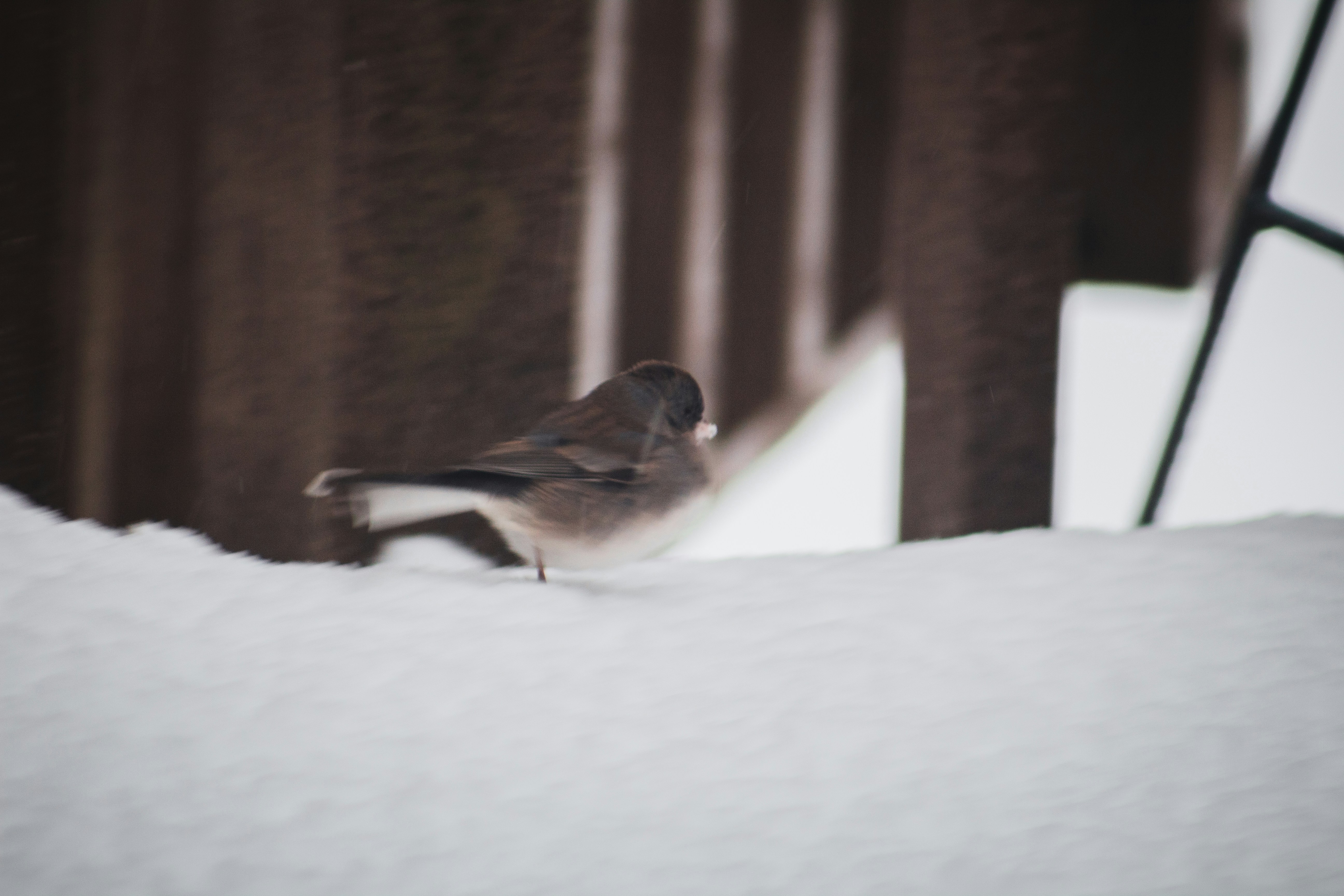 Junco in motion on snow.