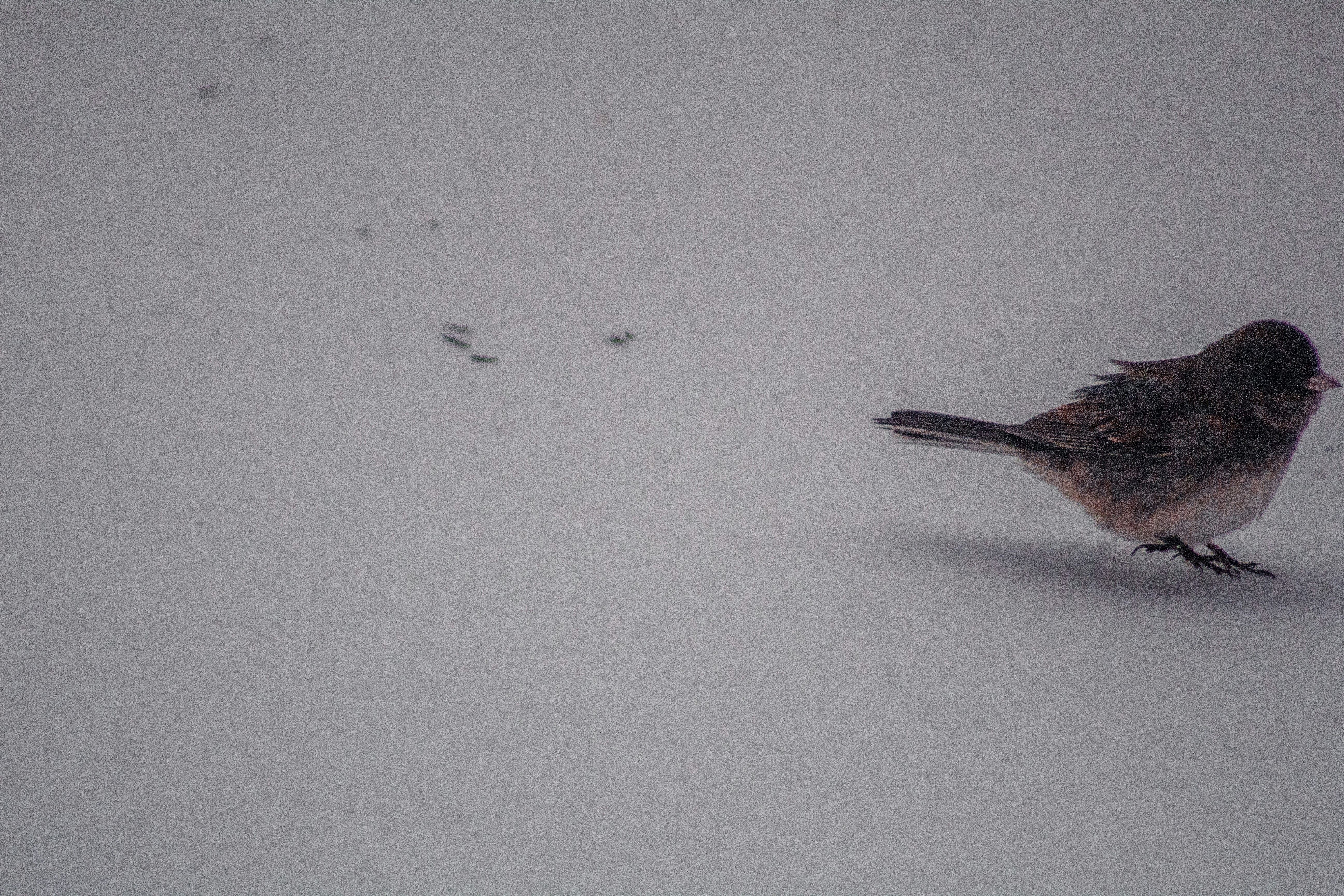 Junco running on fallen snow.