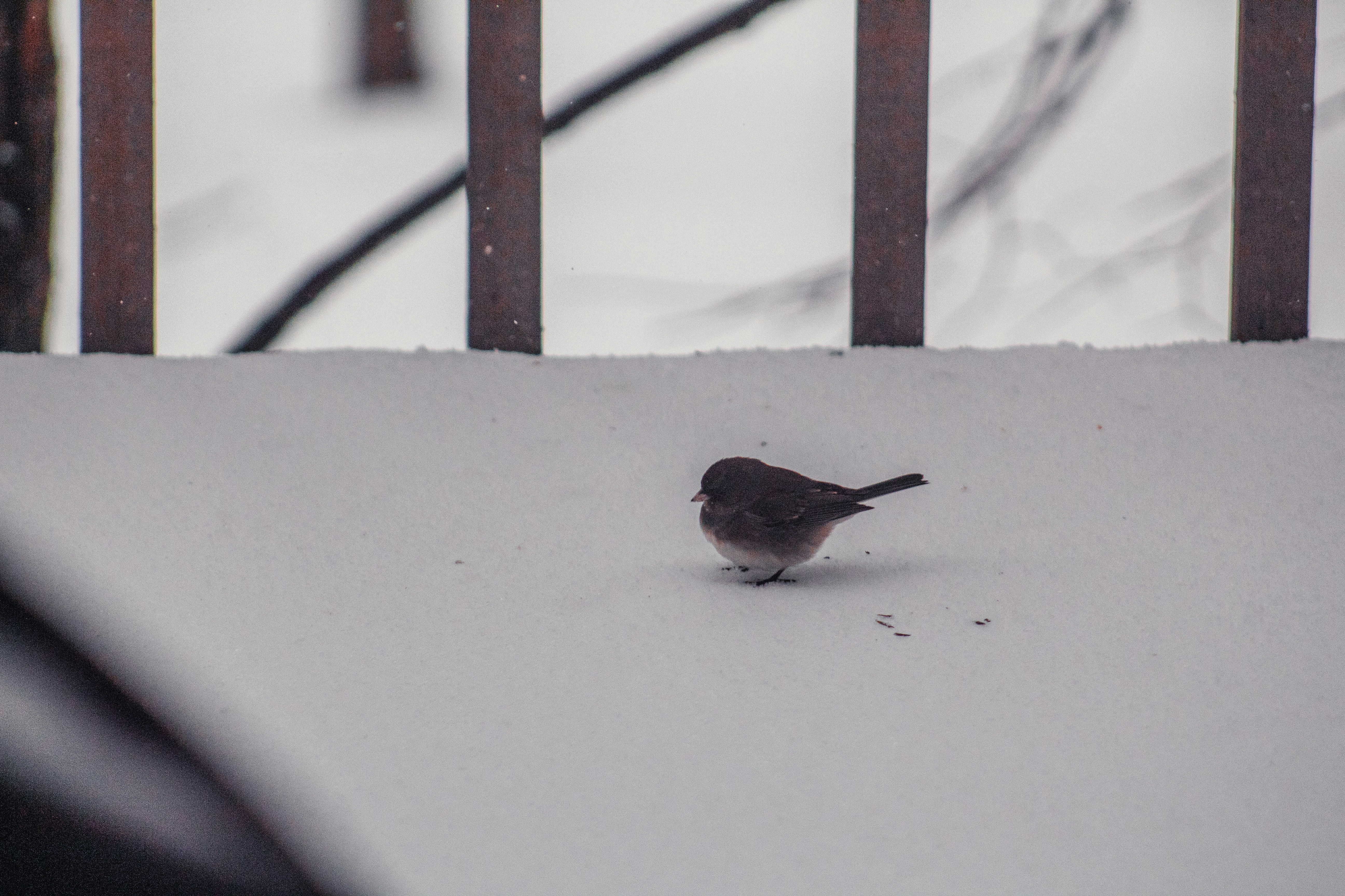 Junco at rest on snow.