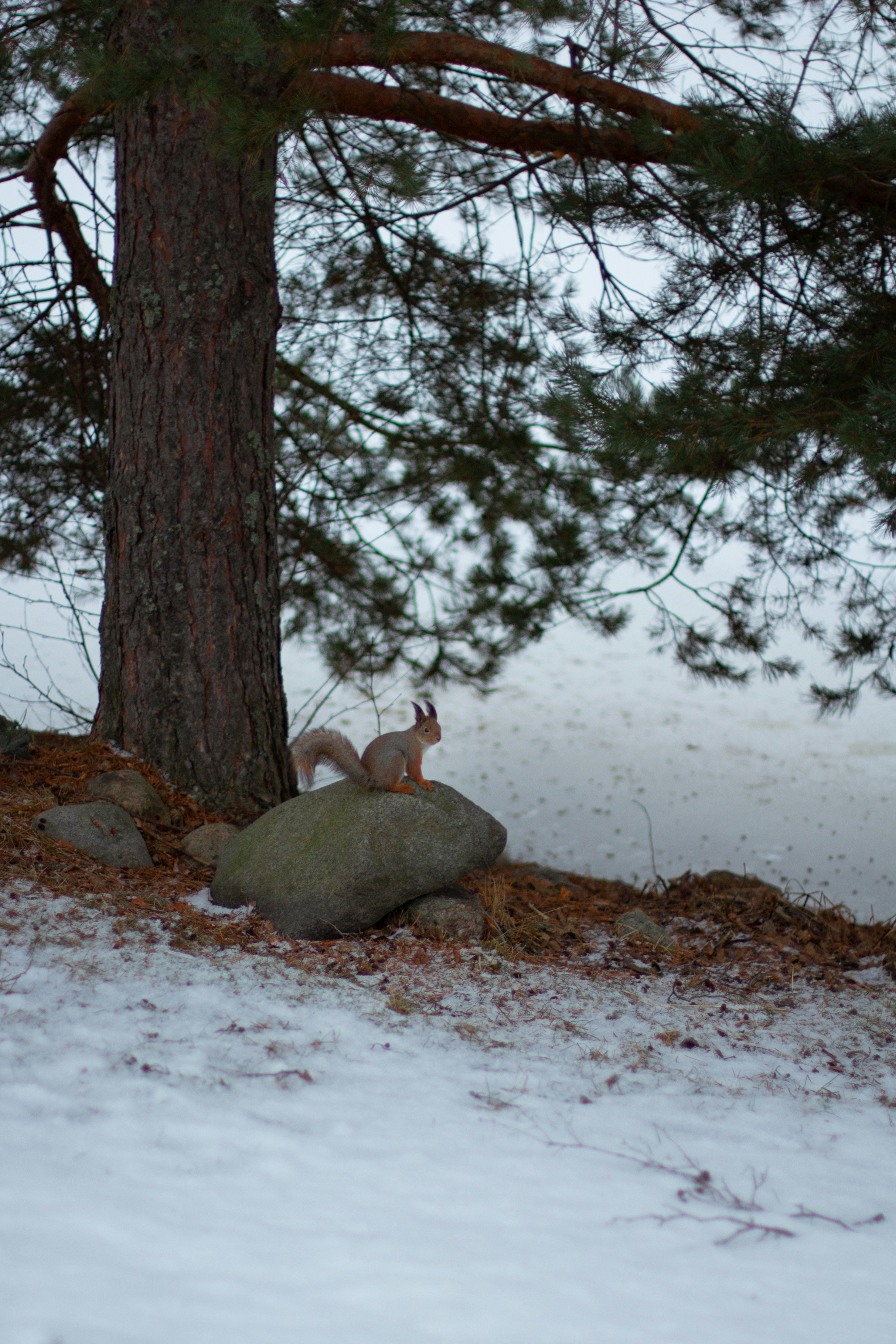 Winter Sentinel: Squirrel Perched on a Granite Rock Beneath a Pine