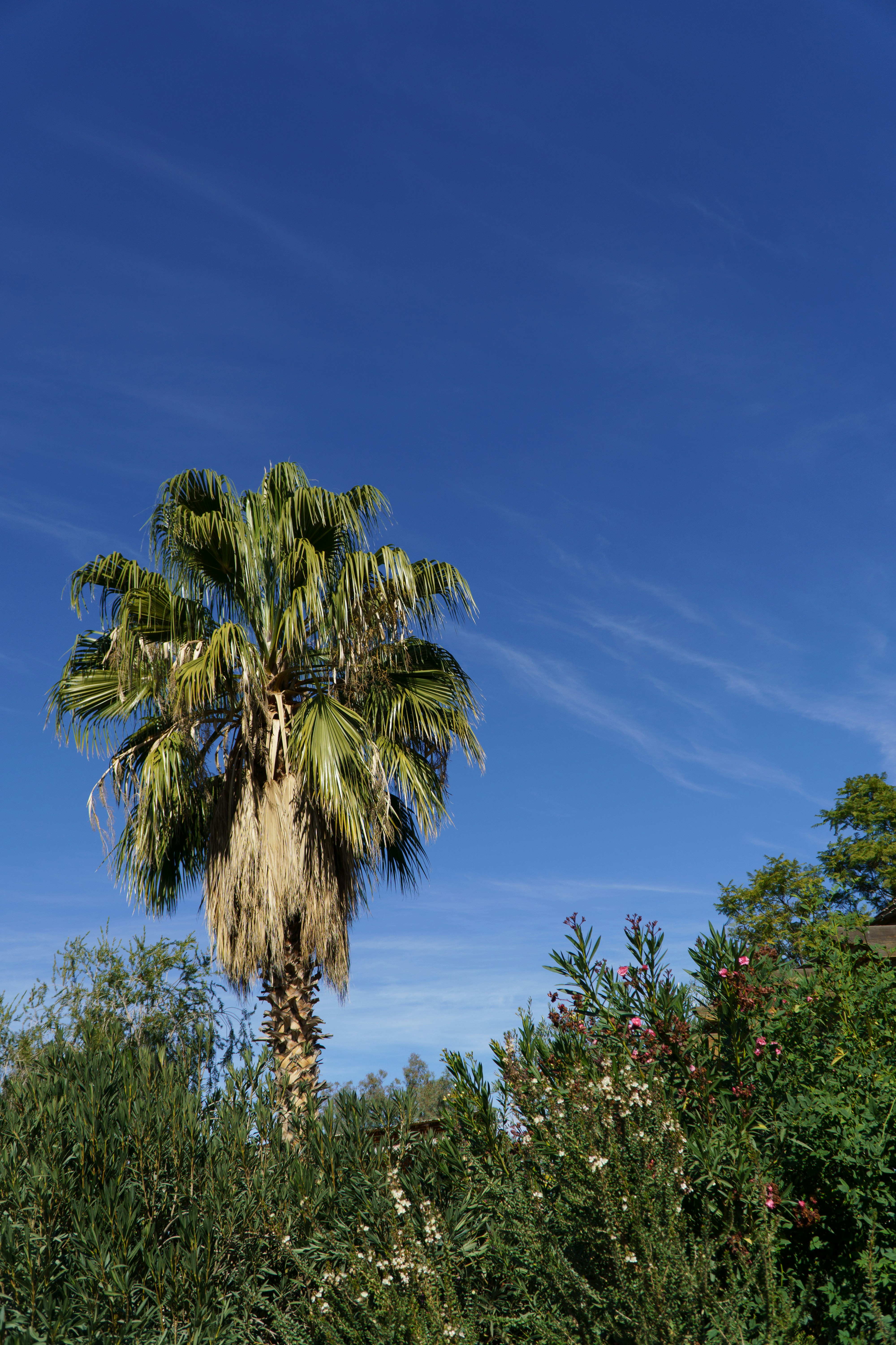 Un grand palmier assis à côté d’une forêt verdoyante photo – Photo Bab ...