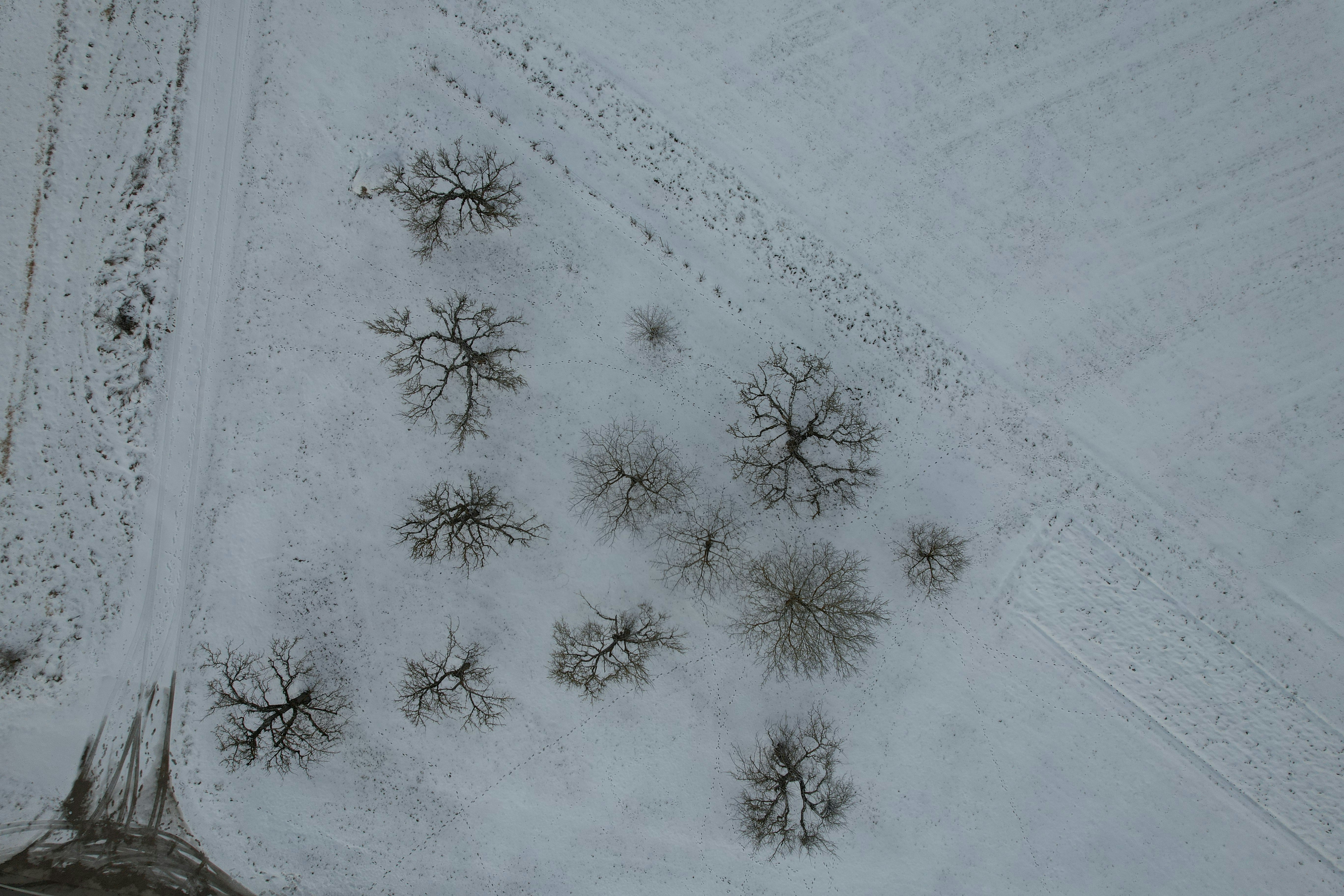 Nordic Snow: A Quiet Cluster of Bare Trees Beneath Frosted Horizons