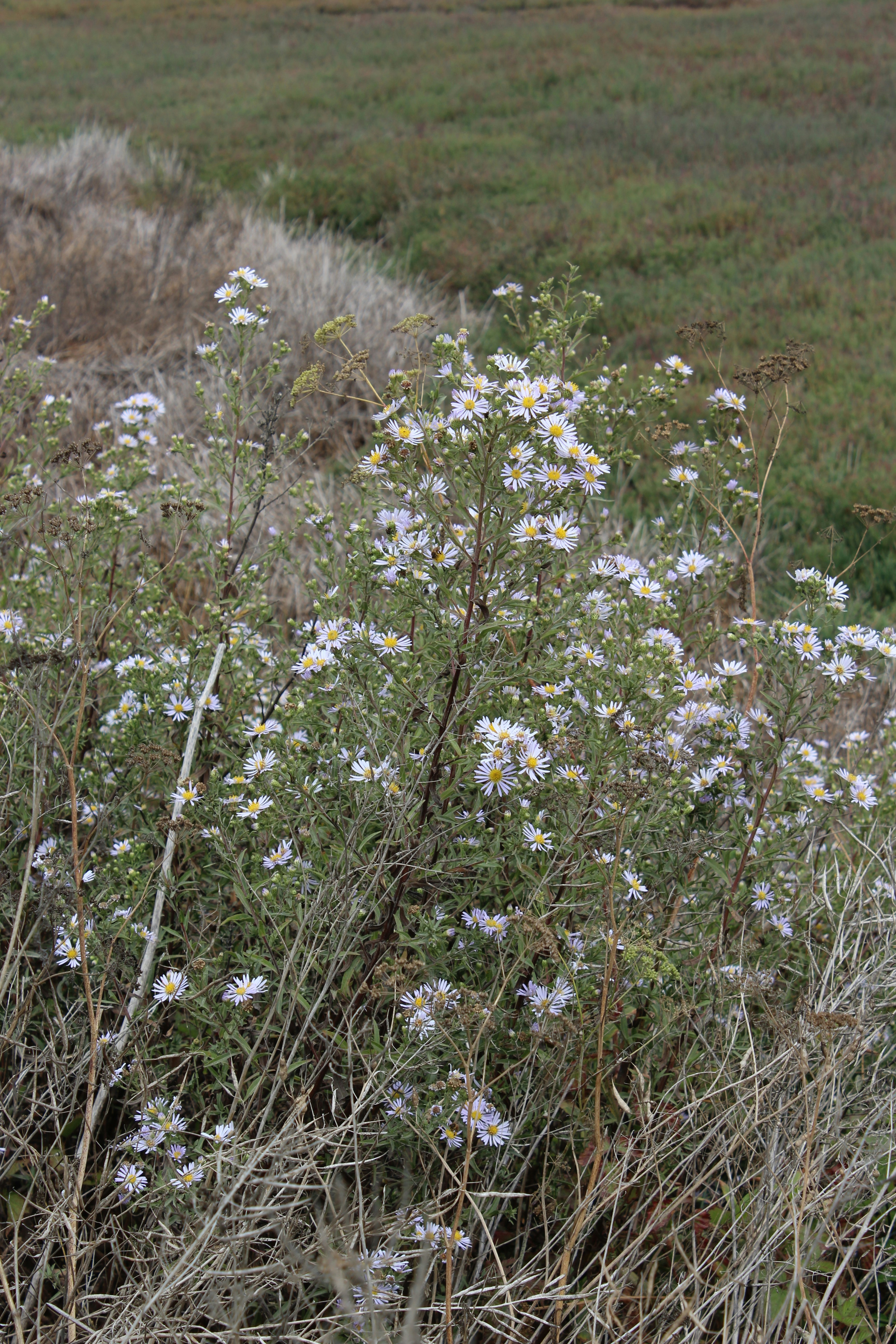 Daisy Chorus in a Sunlit Prairie