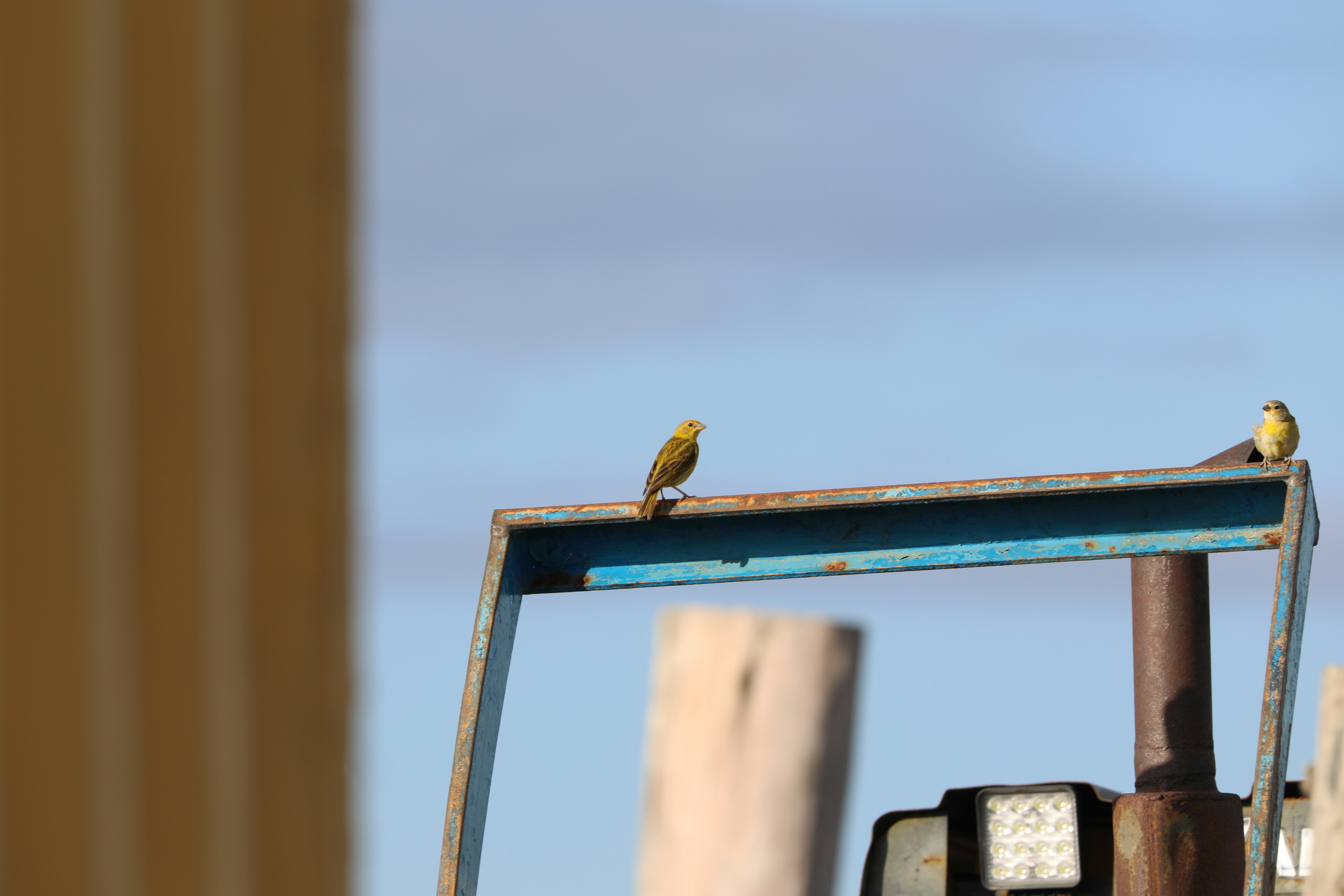 two birds perched on top of a blue sign
