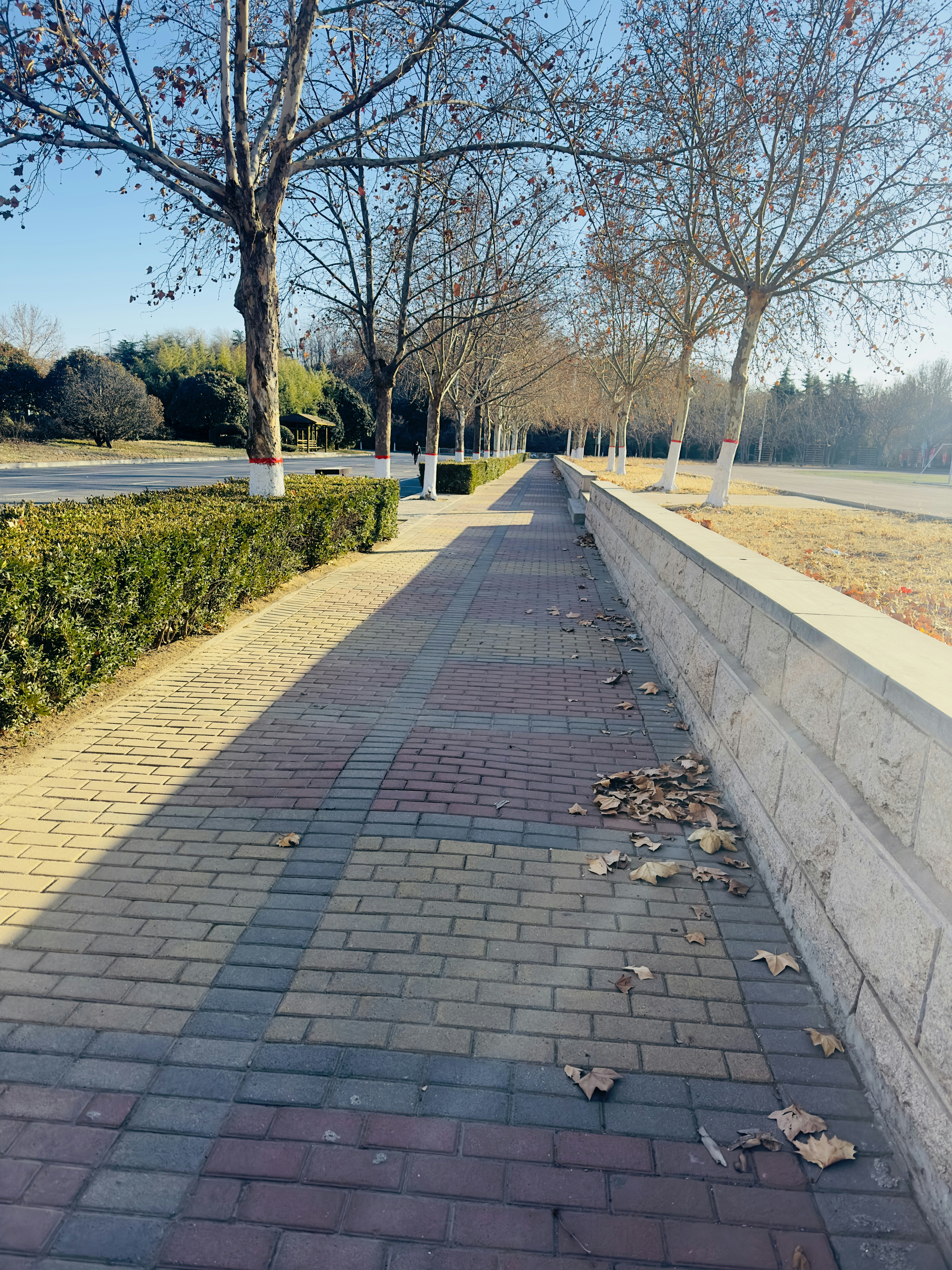 Vanishing Lane: A Tree-Lined Autumn Walk Toward the Horizon