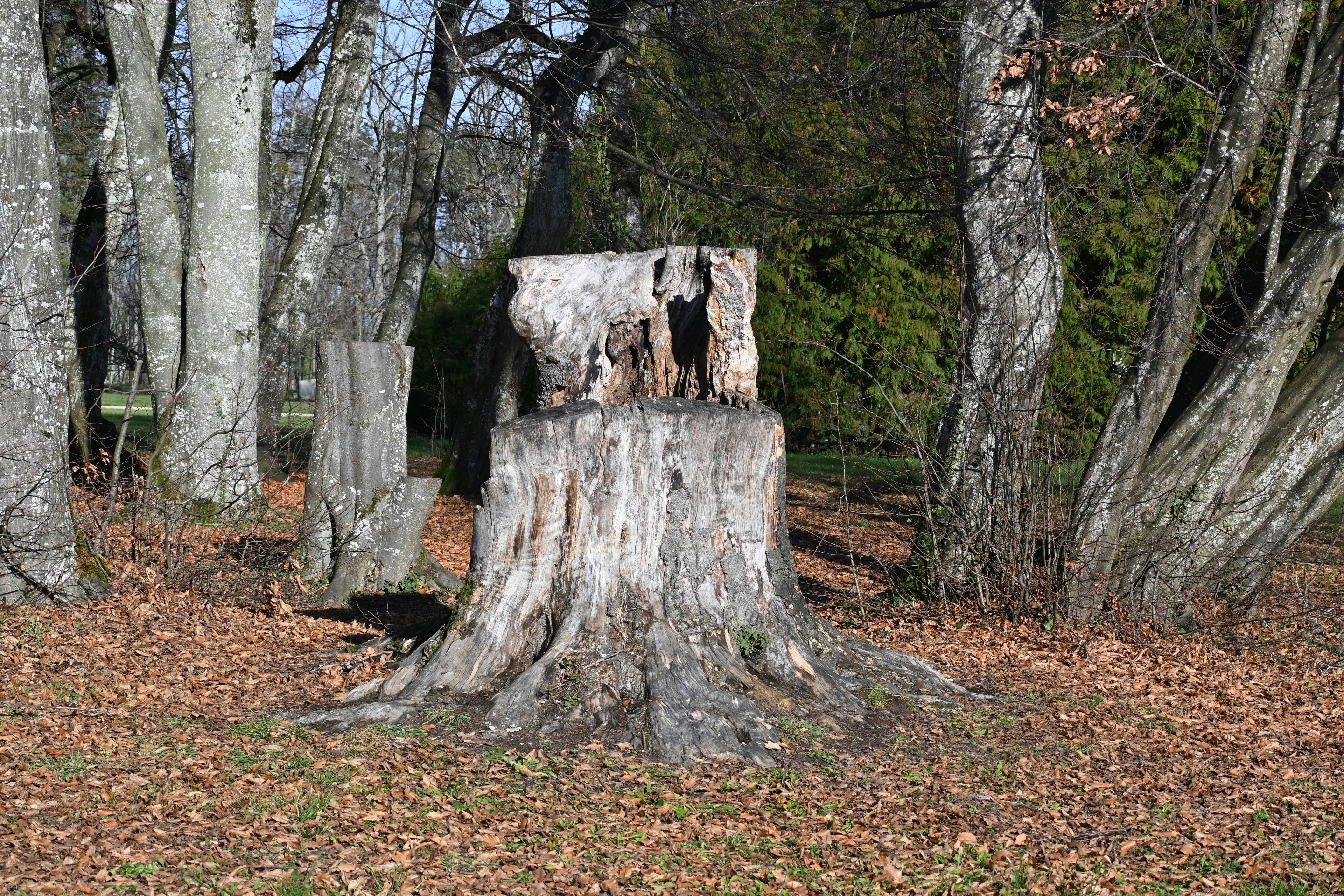 Tree Trunk Pictures | Download Free Images on Unsplash