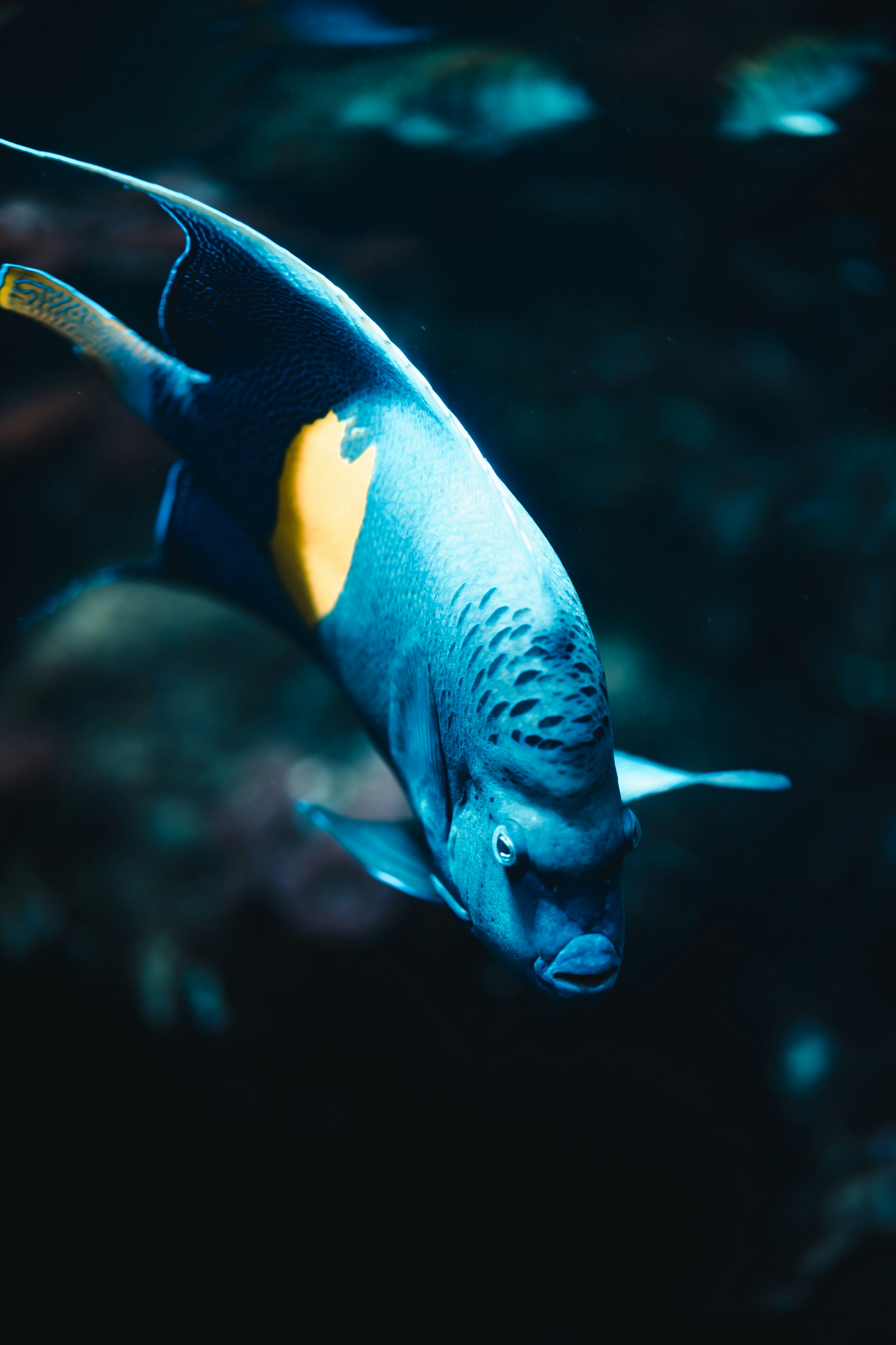 Cobalt Surgeonfish in the Blue Abyss: a Yellow Saddle Gliding Through Dim Reef Light