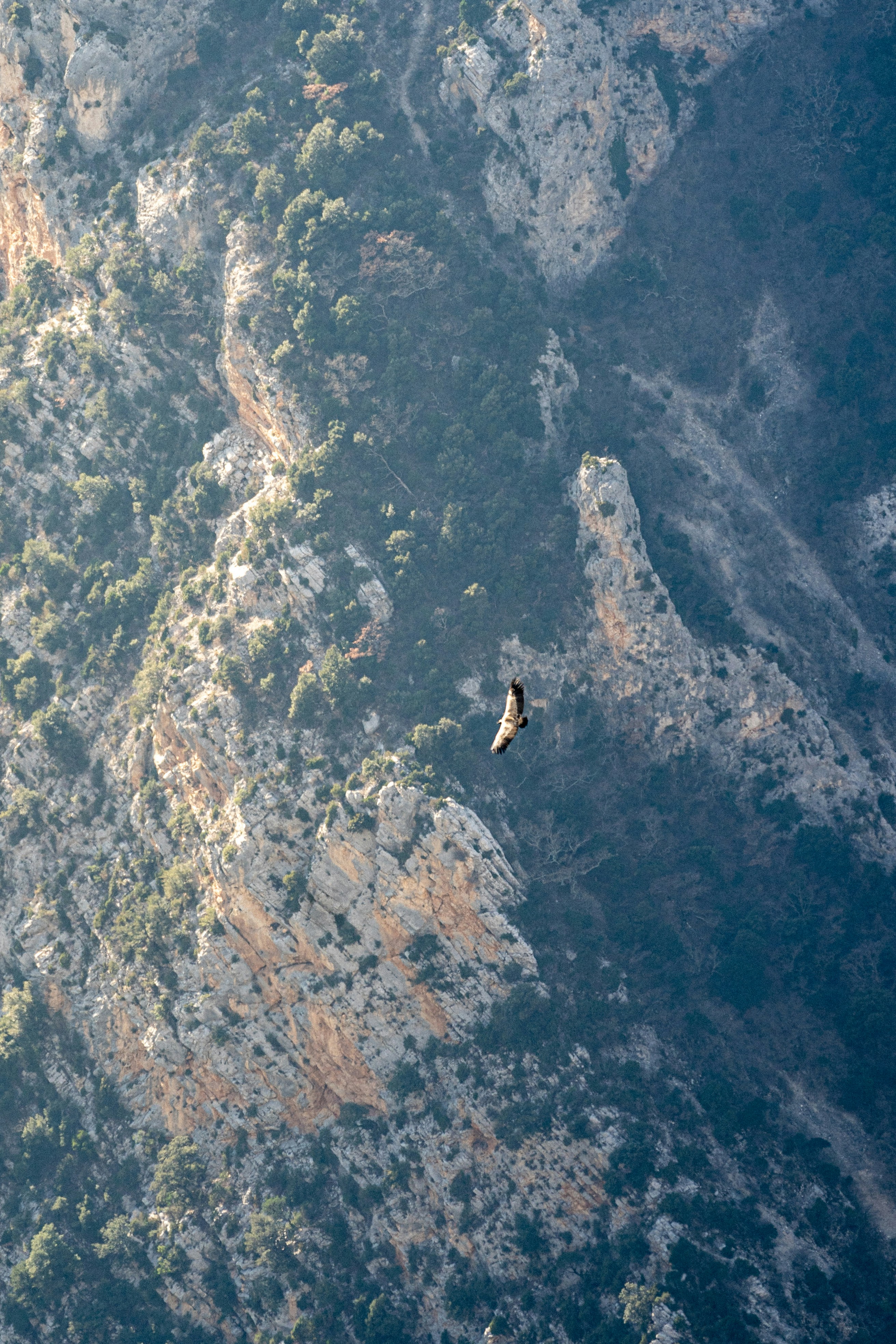 a bird is flying over a mountain side