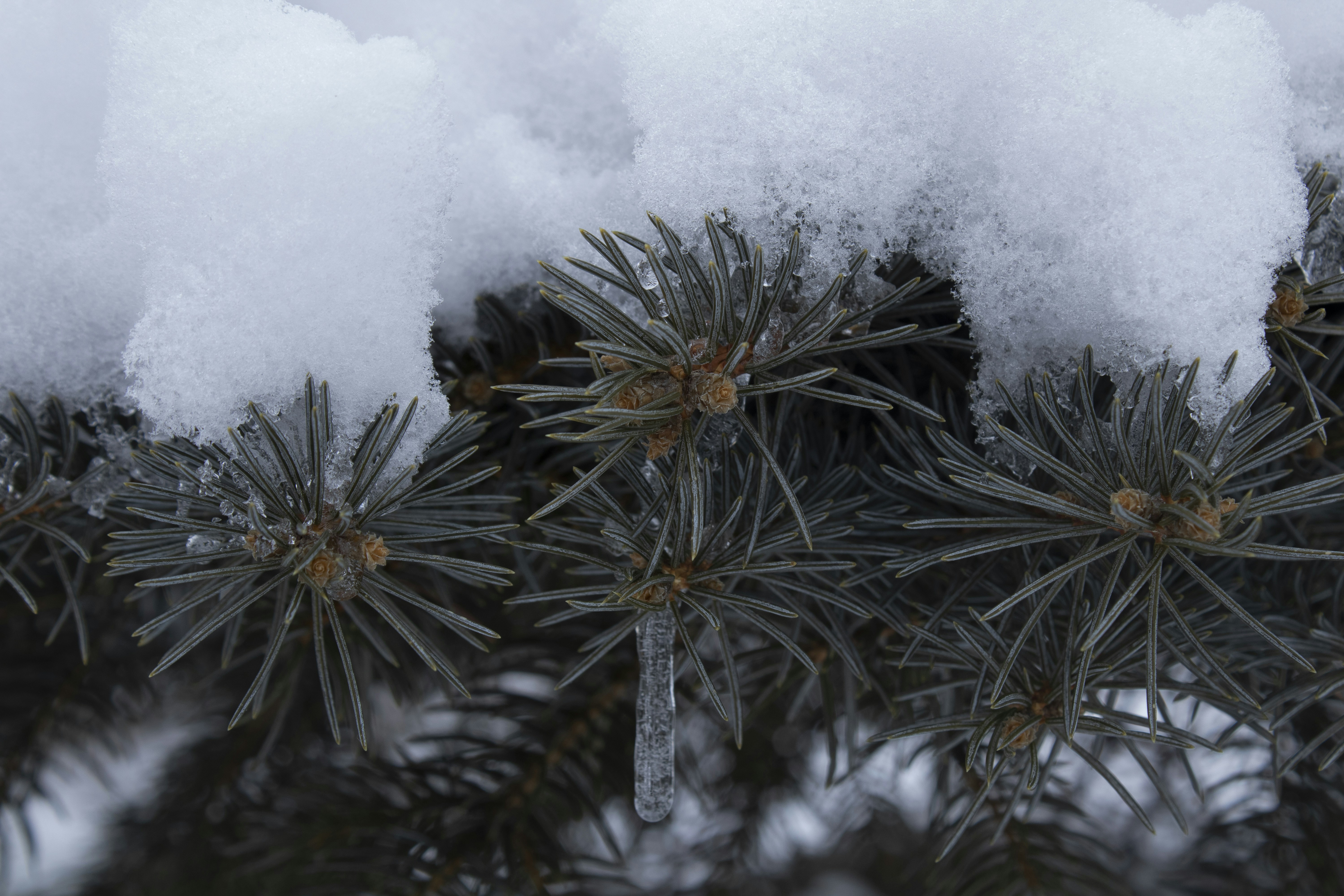Icicle Pendant Between Snow-Capped Pine Needles
