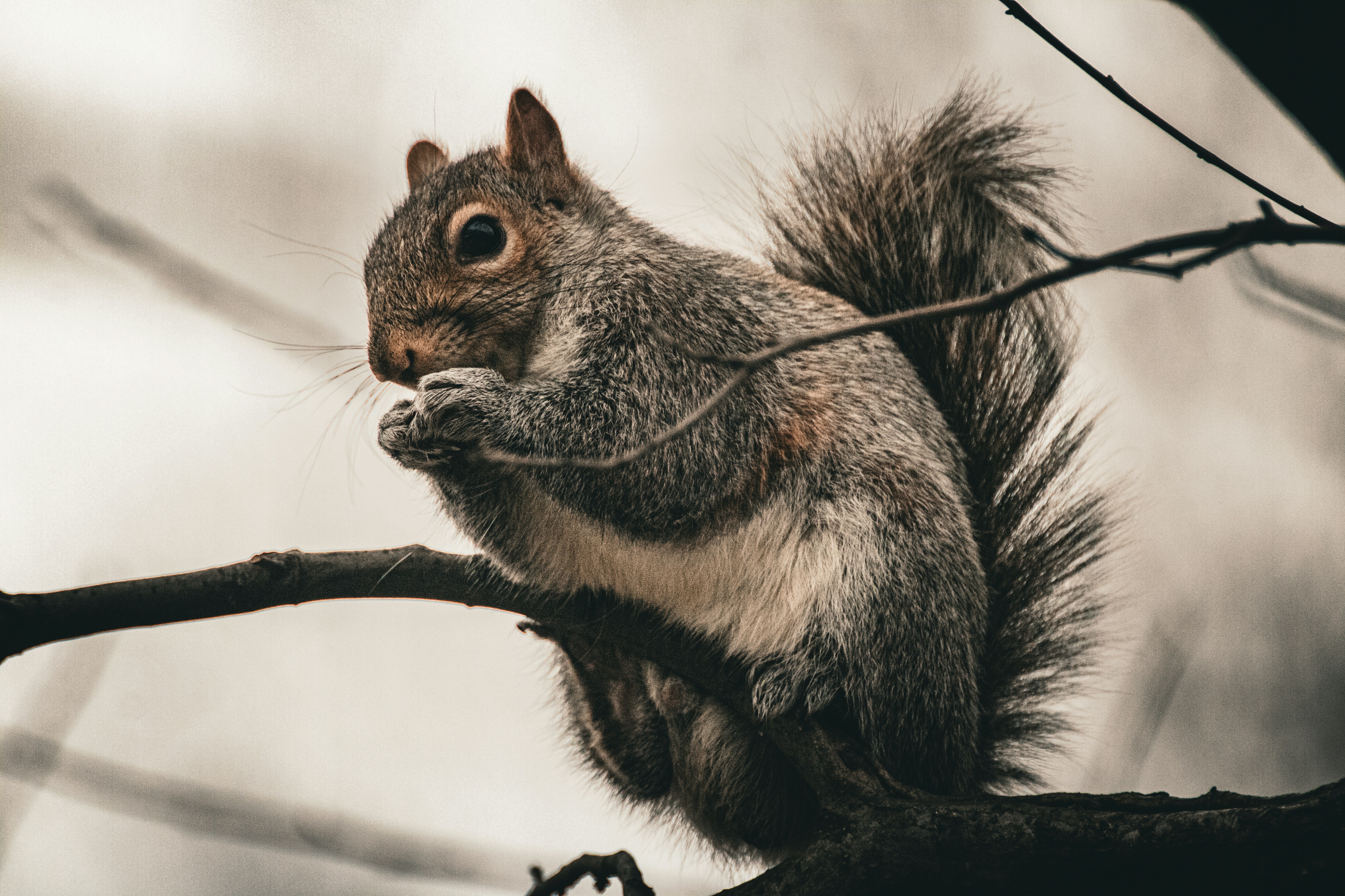 Una ardilla sentada en la cima de la rama de un árbol foto – Imagen de ...