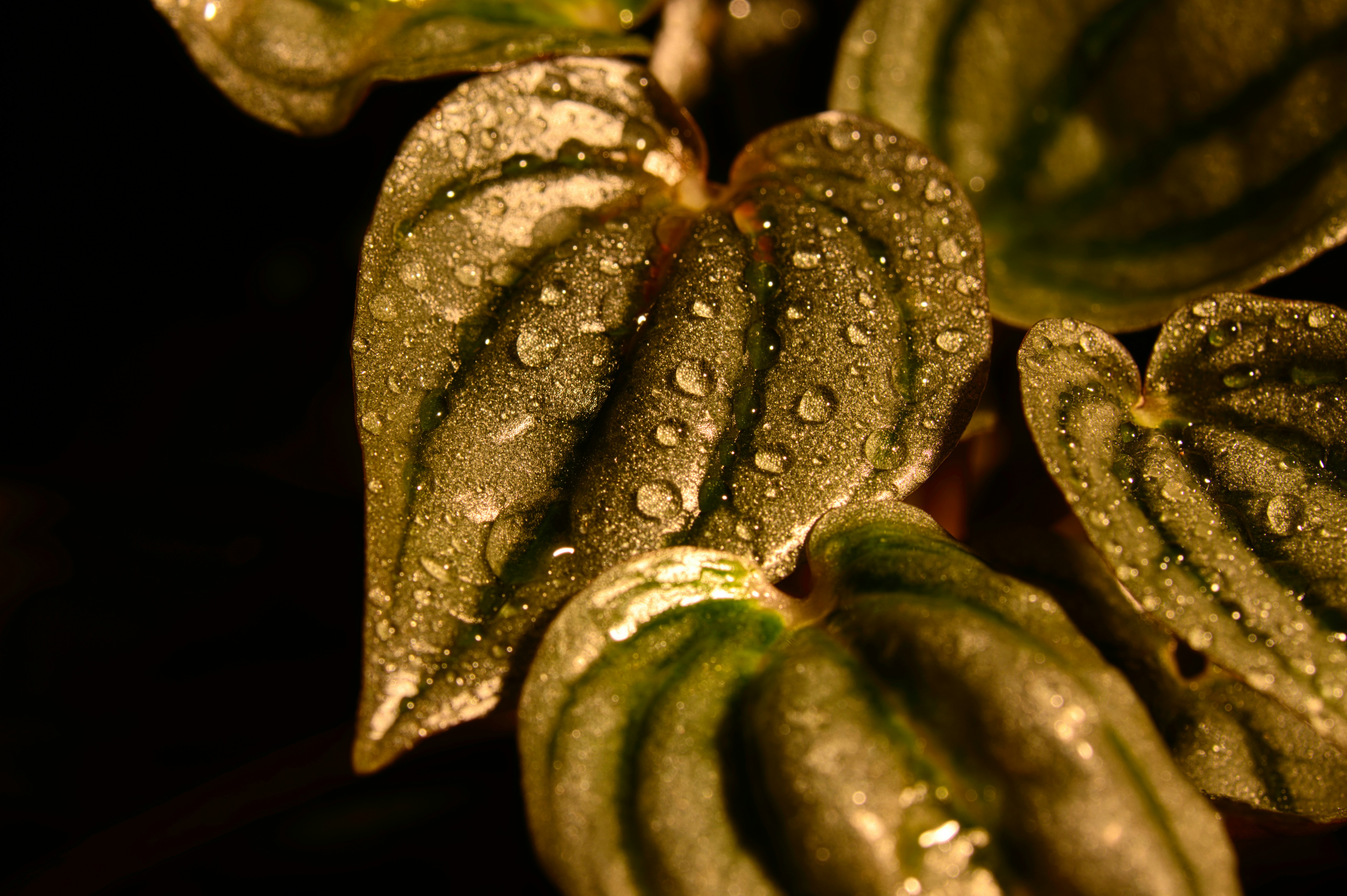 Amber Glisten: Macro Portrait of Dew on Velvet Leaves