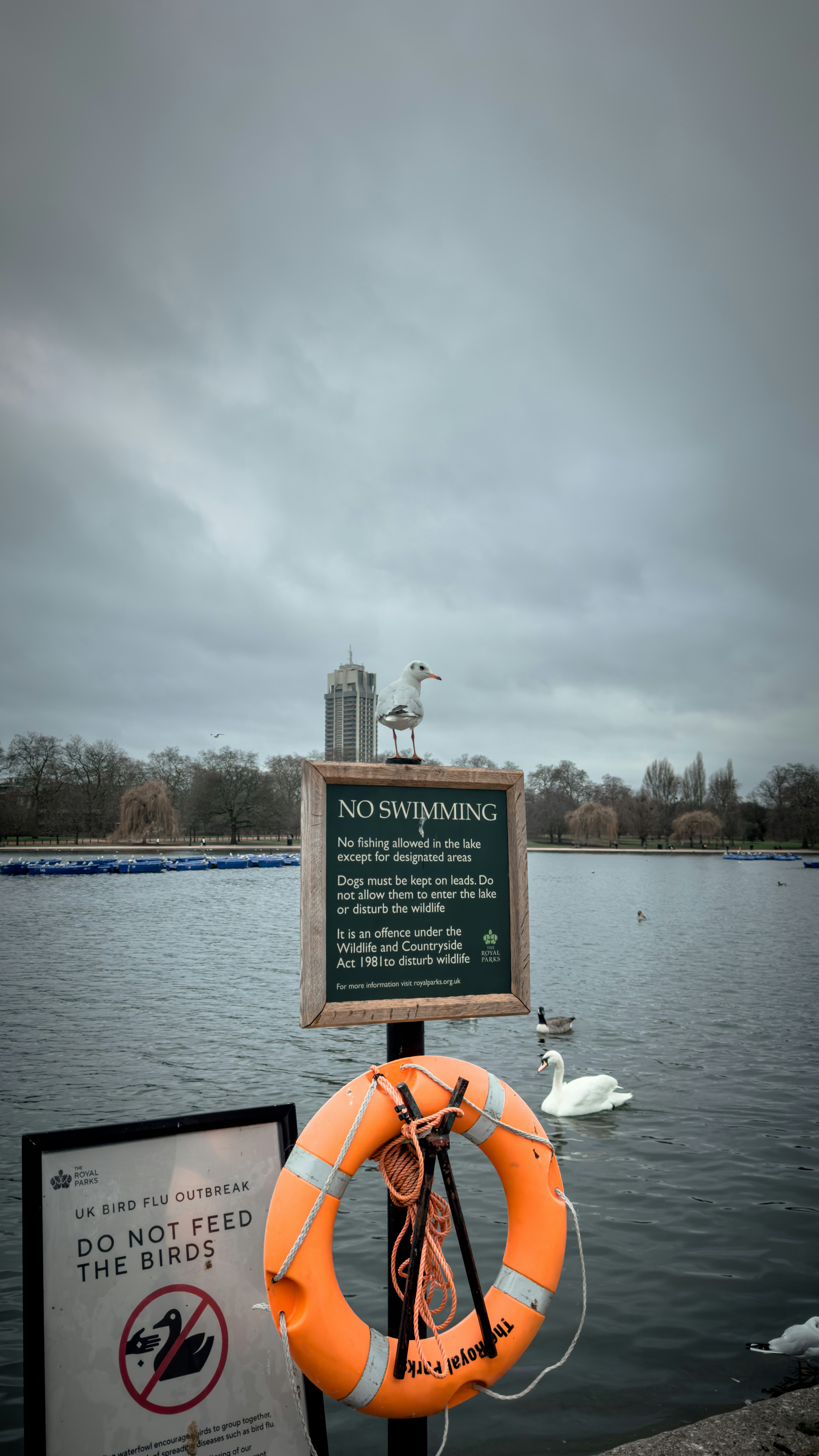 A life preserver sitting next to a body of water photo – Free Water ...