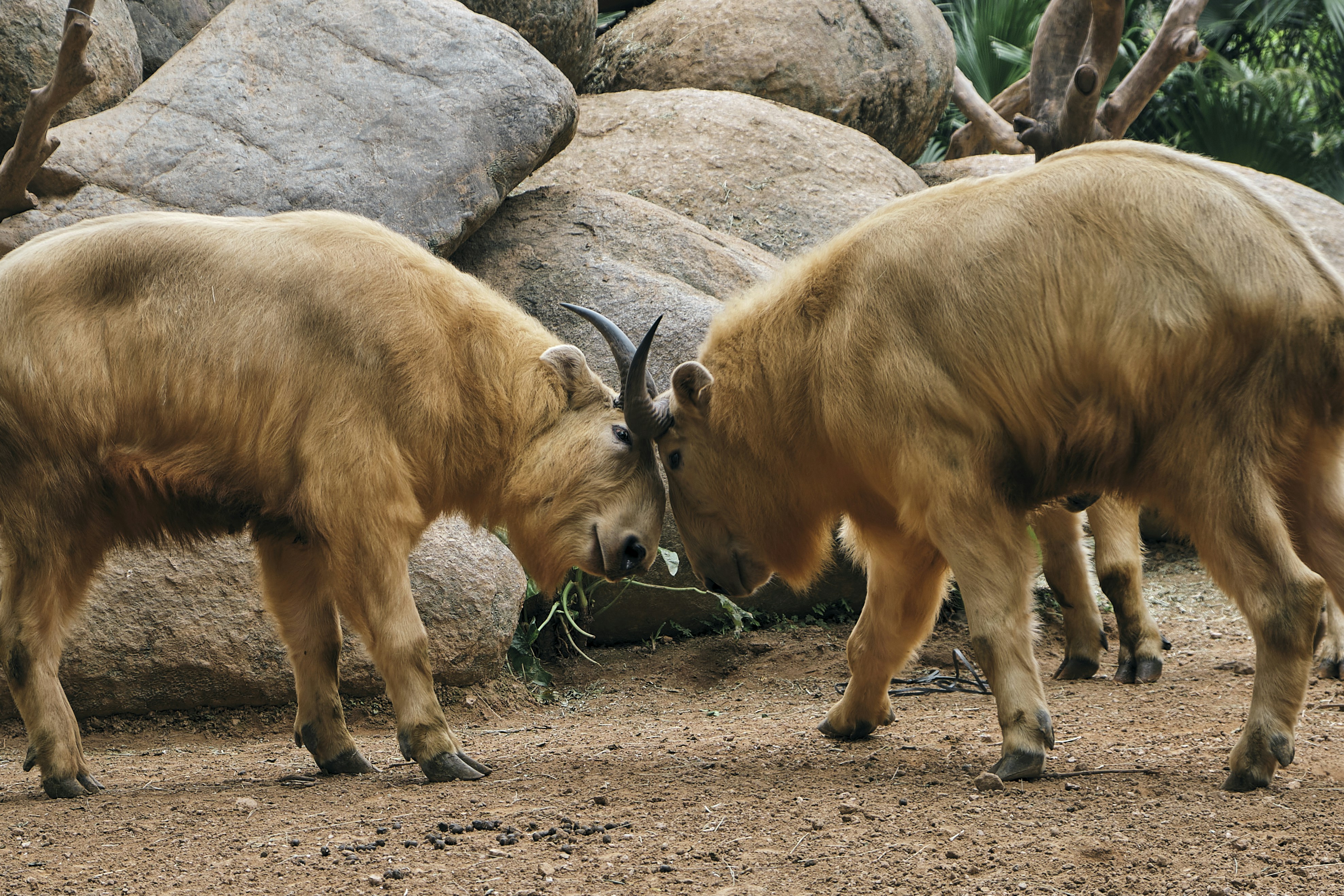 Two Goats in a Quiet Gully: Horns Meet at Ground Level