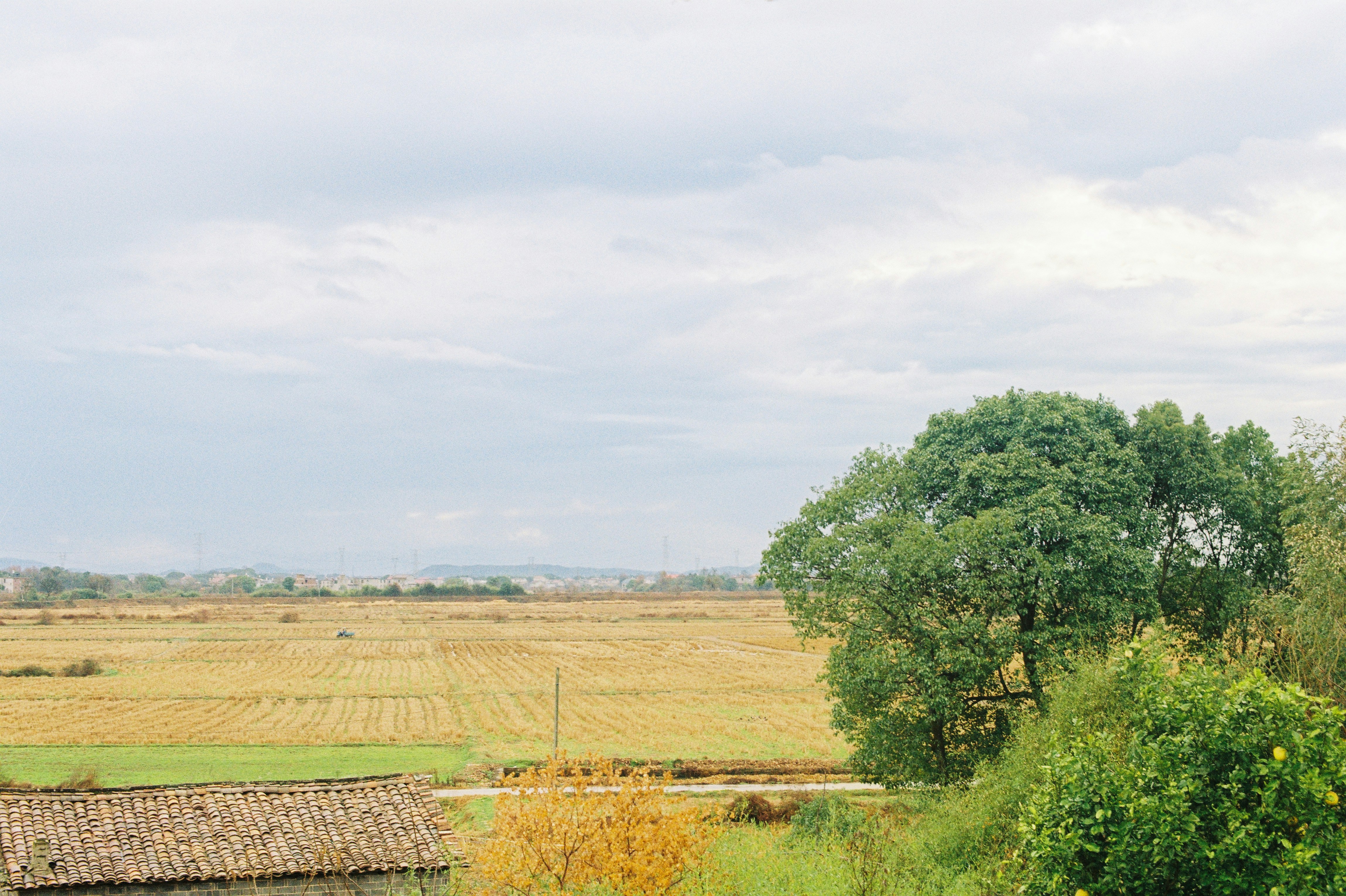 A rural landscape photograph featuring a prominent green tree at the field edge with a tiled-roof building in the foreground. Soft, overcast skies emphasize the quiet expanse of farmland.