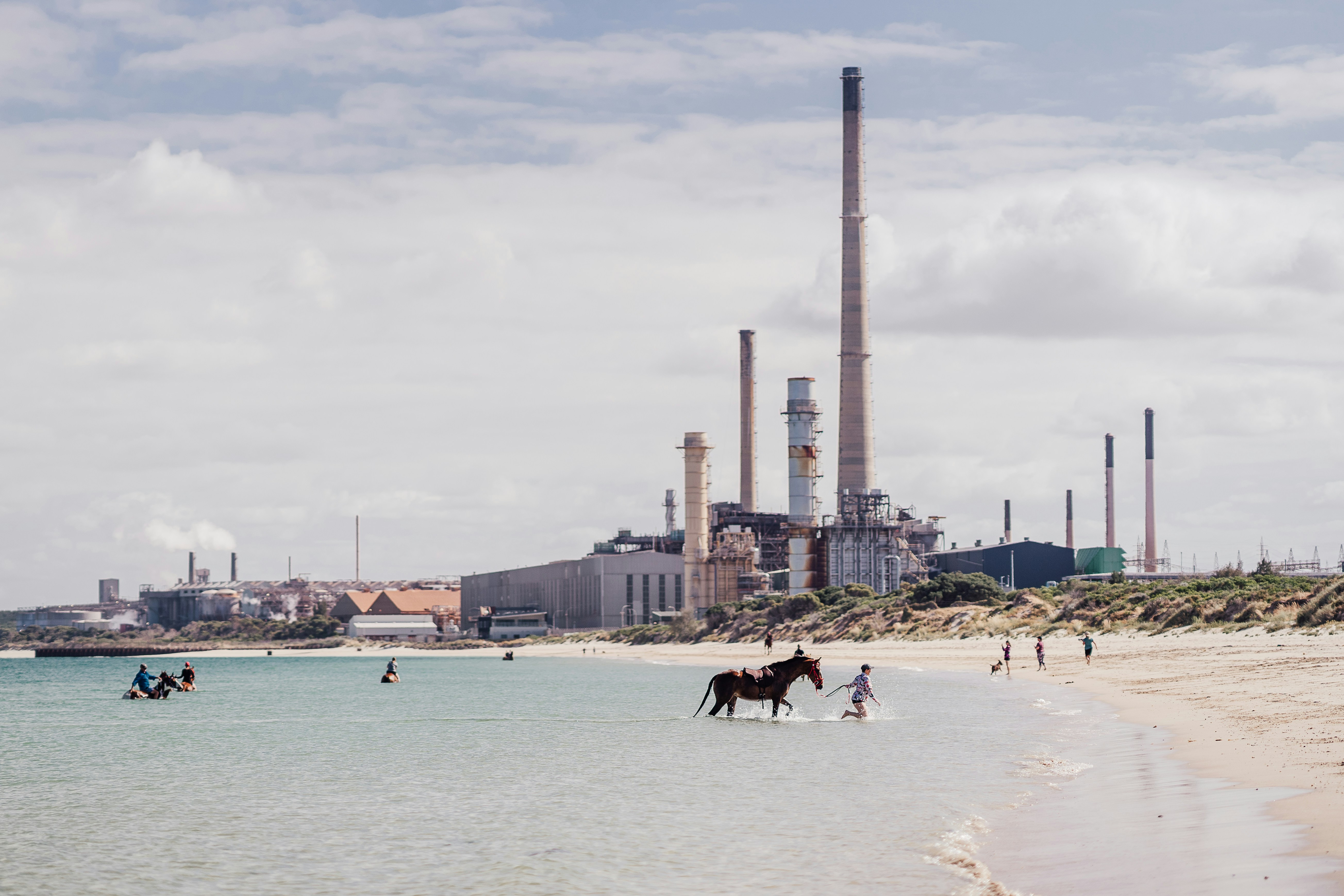 Industrial shoreline meets tranquil beach: horses by the water